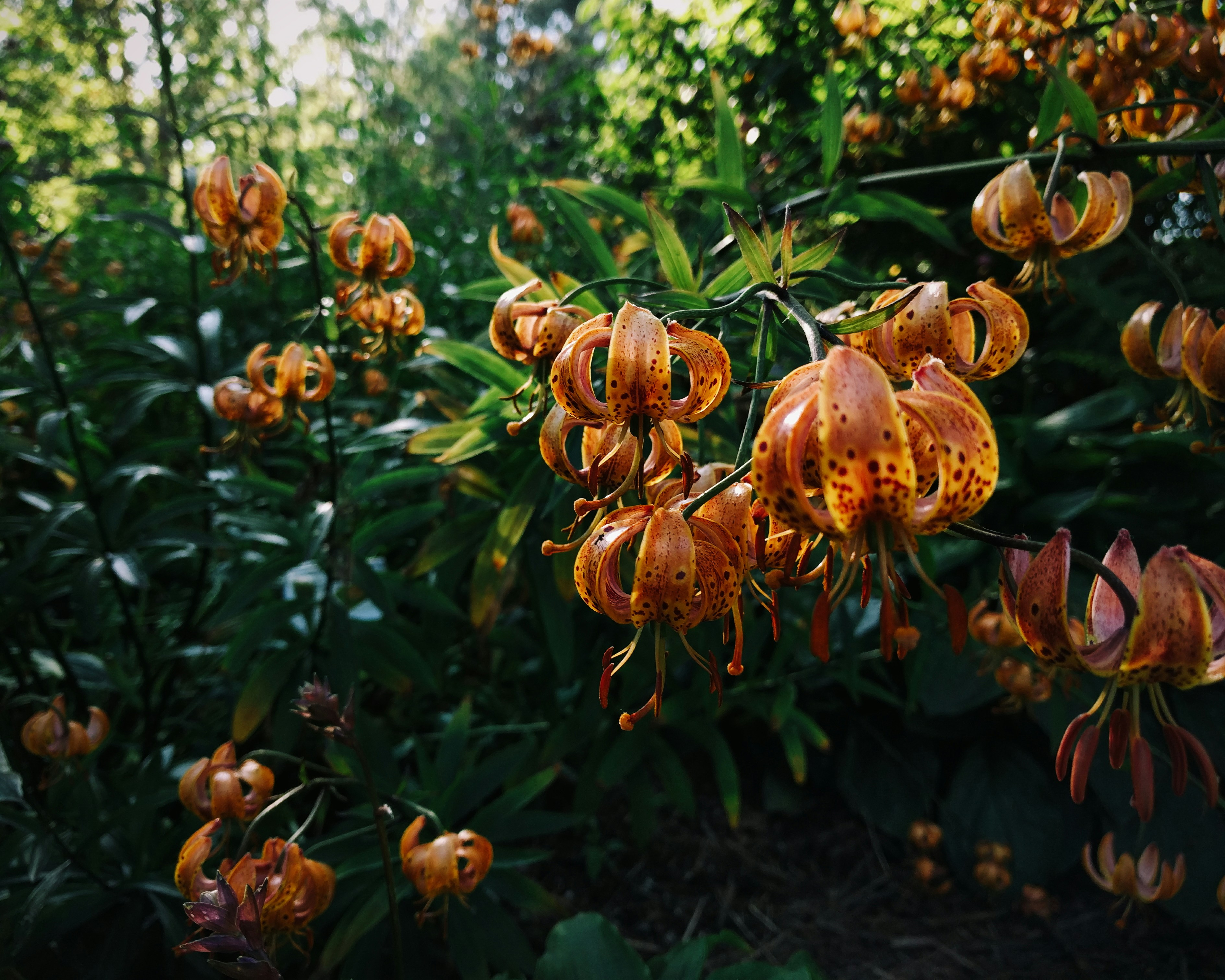 Orange tiger lilies with spotted petals in a sunlit garden, surrounded by dense green foliage.