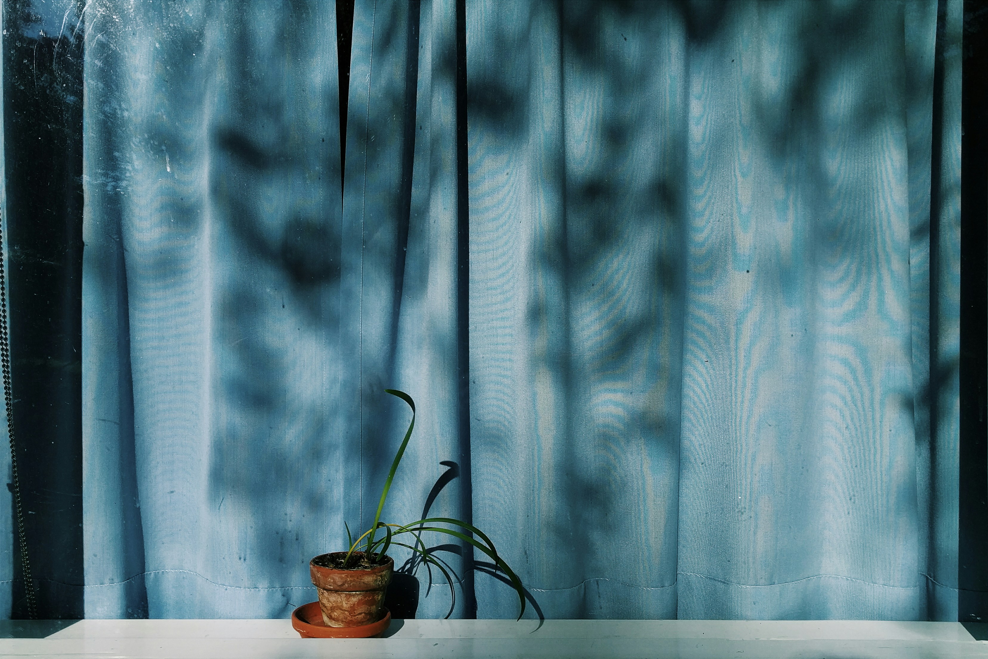 Minimalist shot of a small potted plant on a white windowsill with soft daylight and blue vertical curtains in the background.