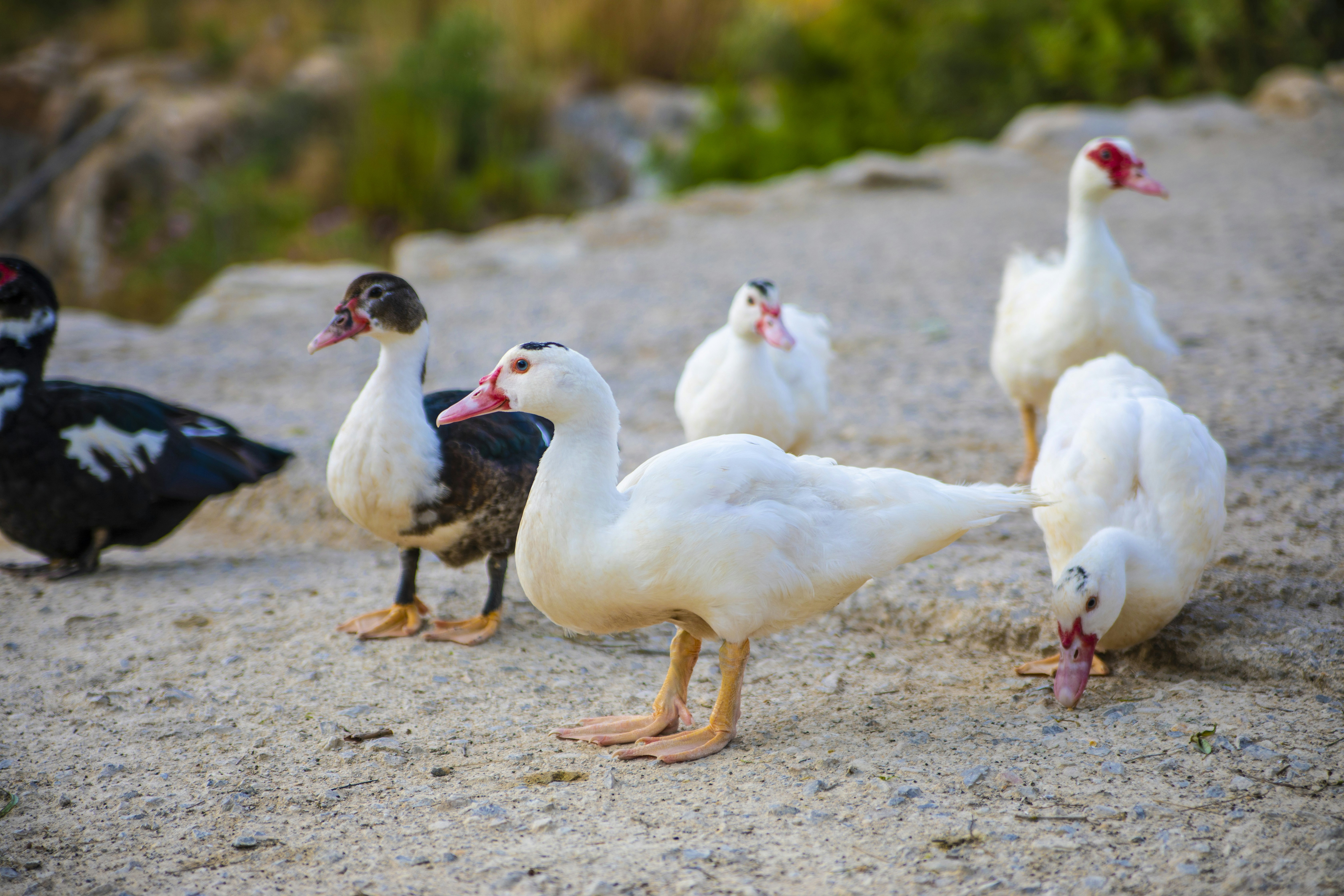 Group of ducks, including white and black varieties, foraging on a gravel path near water's edge.