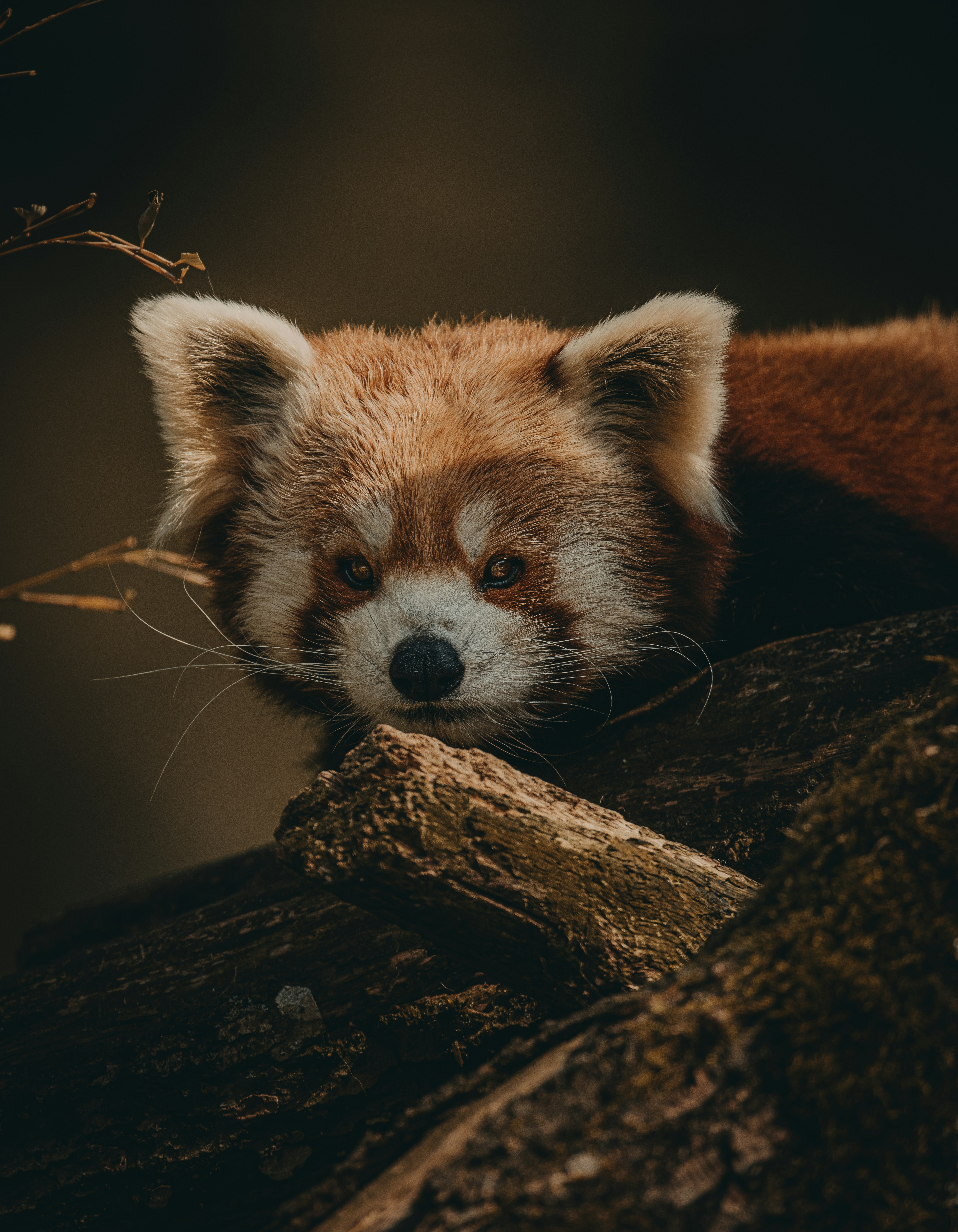 A red panda peeks from behind a log, its expressive eyes revealing a moment of curiosity in a serene woodland setting.
