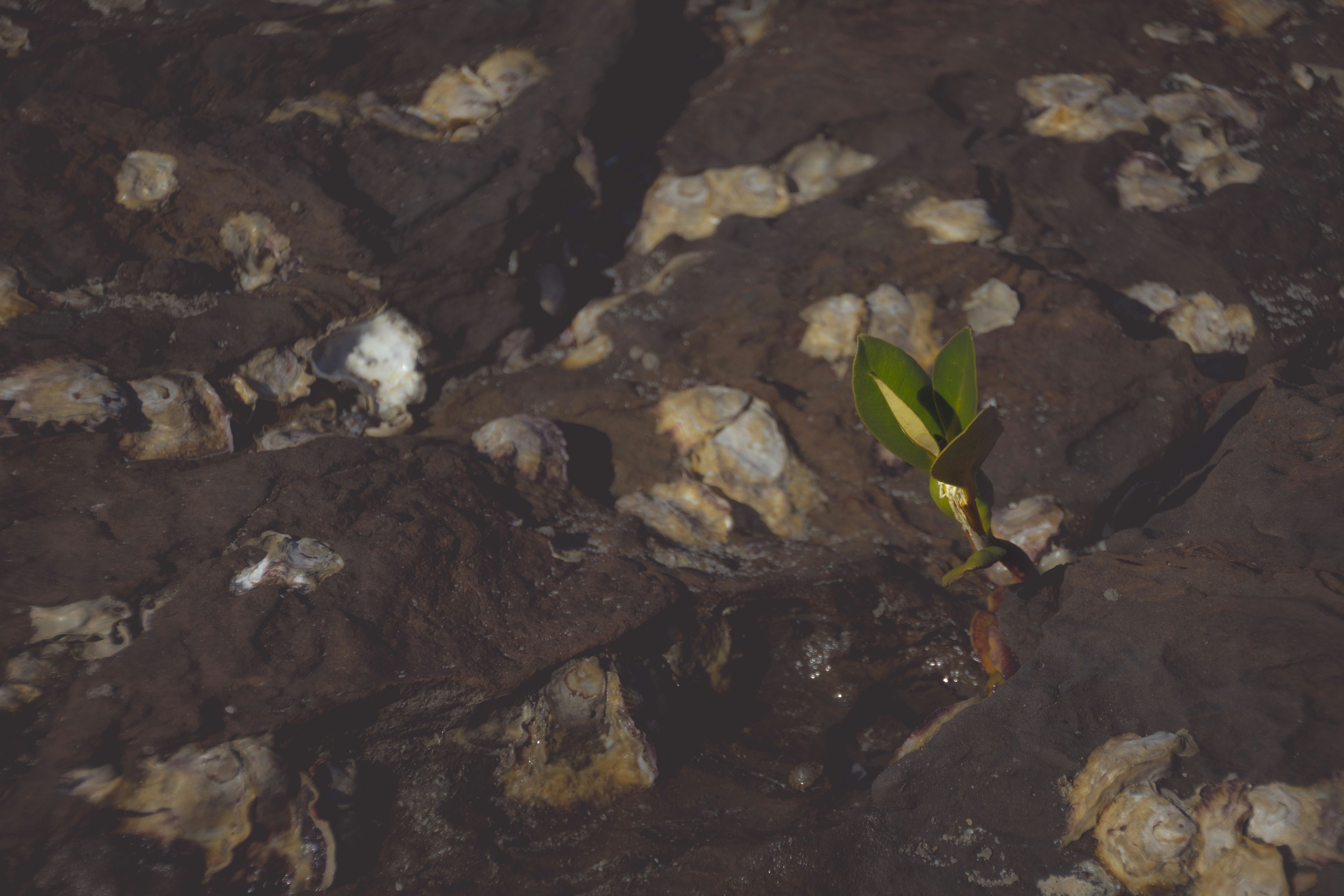 Green Seedling Defying the Rockscape