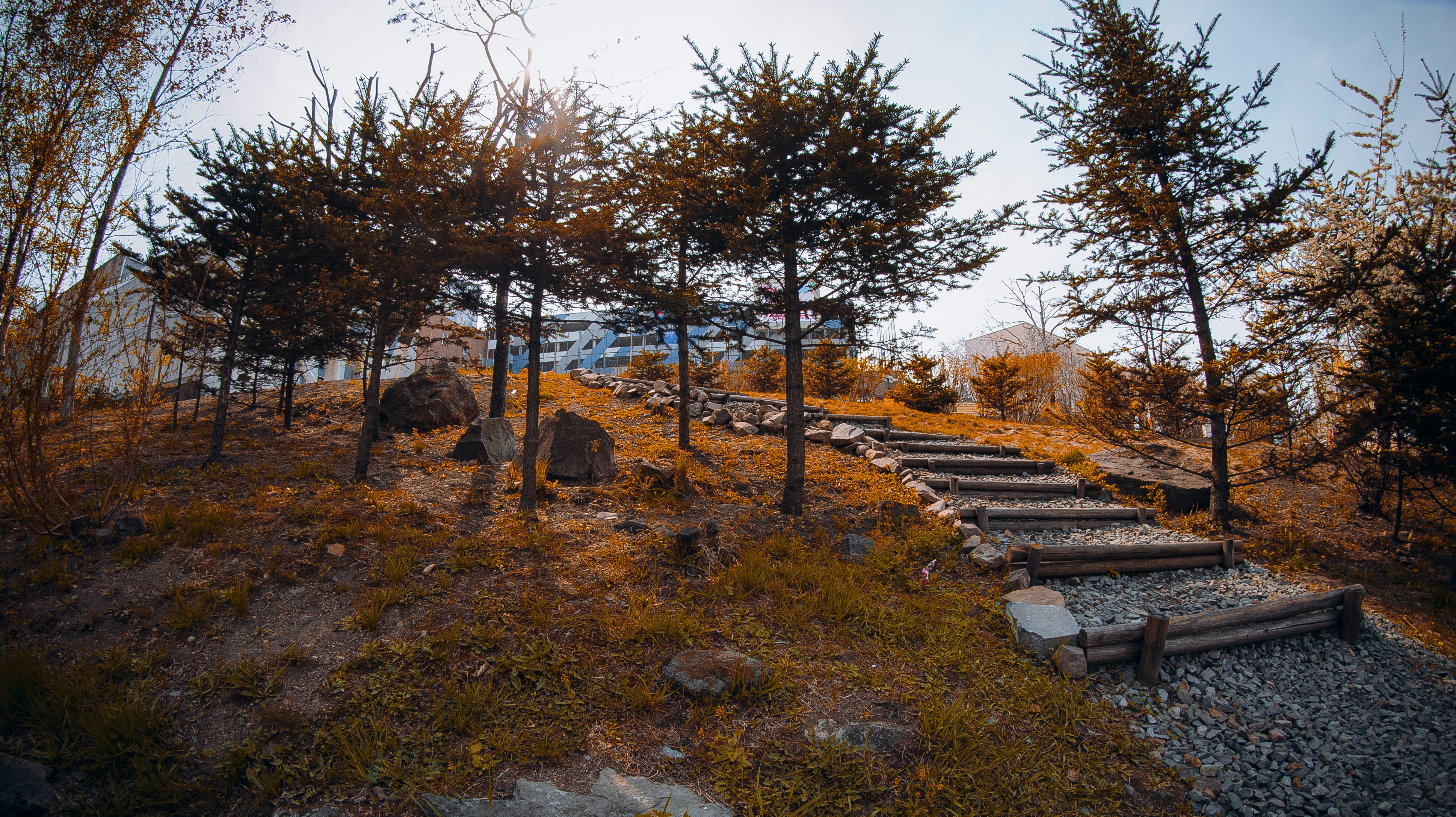 Autumn Pathway to Tranquility