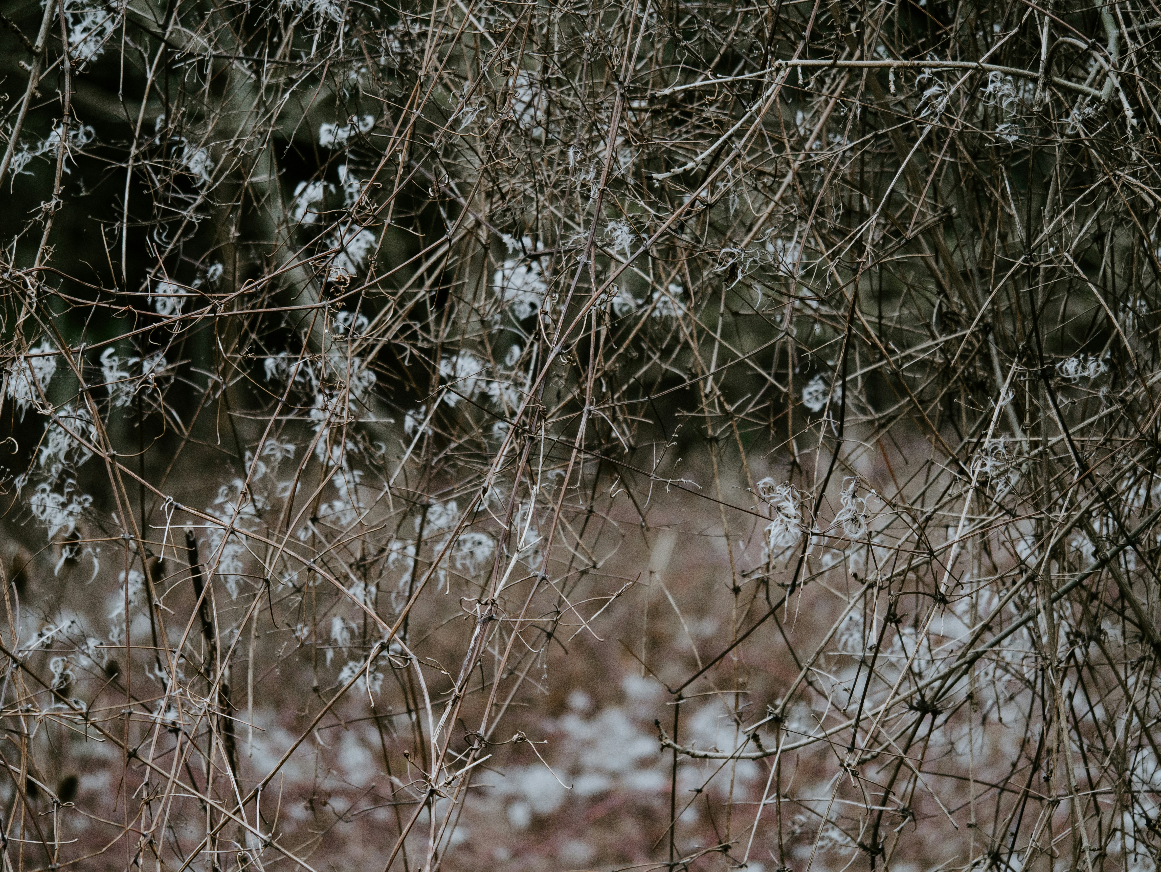 Winter Lace on Frosted Twigs