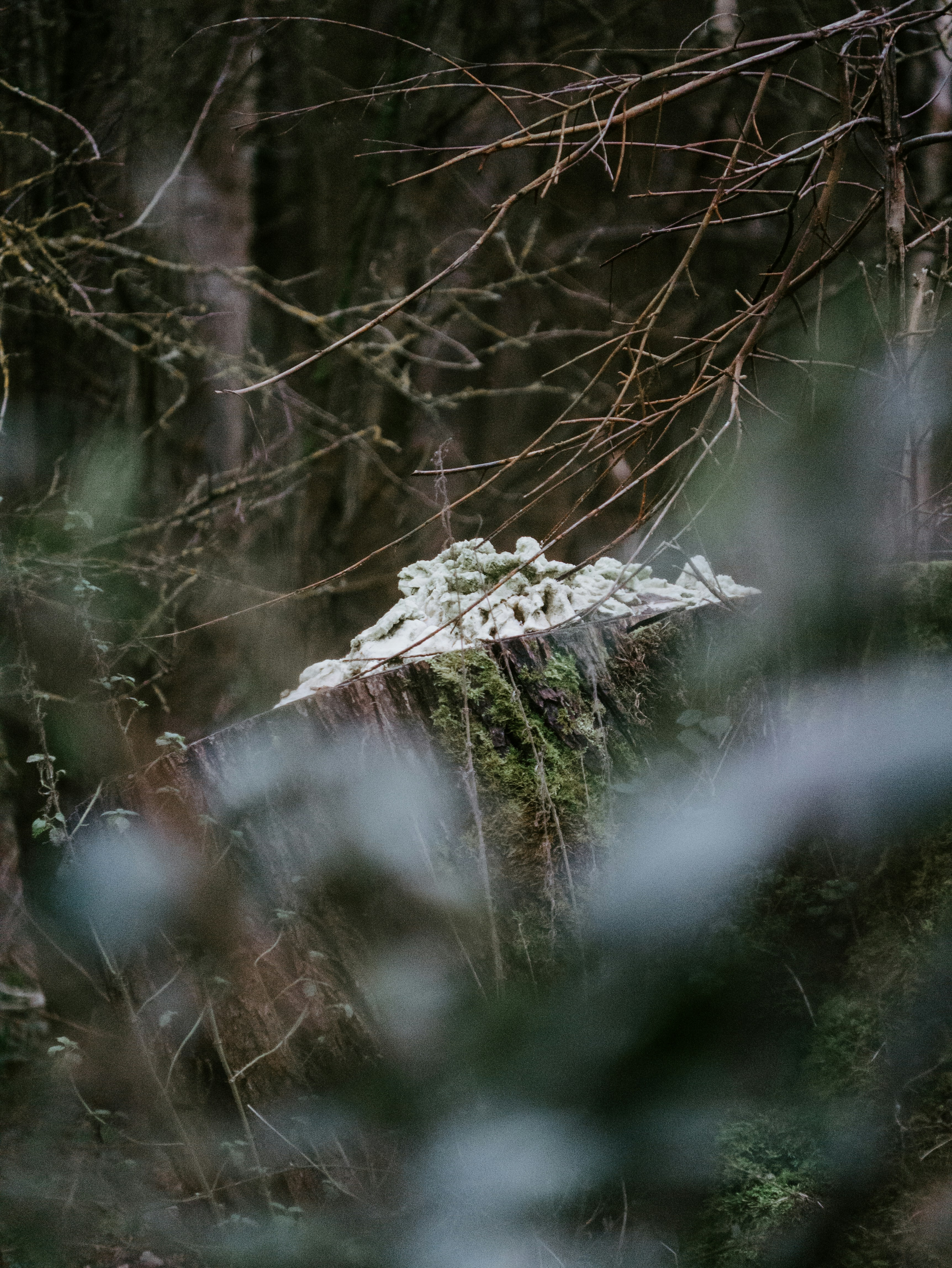 Moss-covered stump adorned with delicate fungi, nestled among the shadows of a dense woodland.