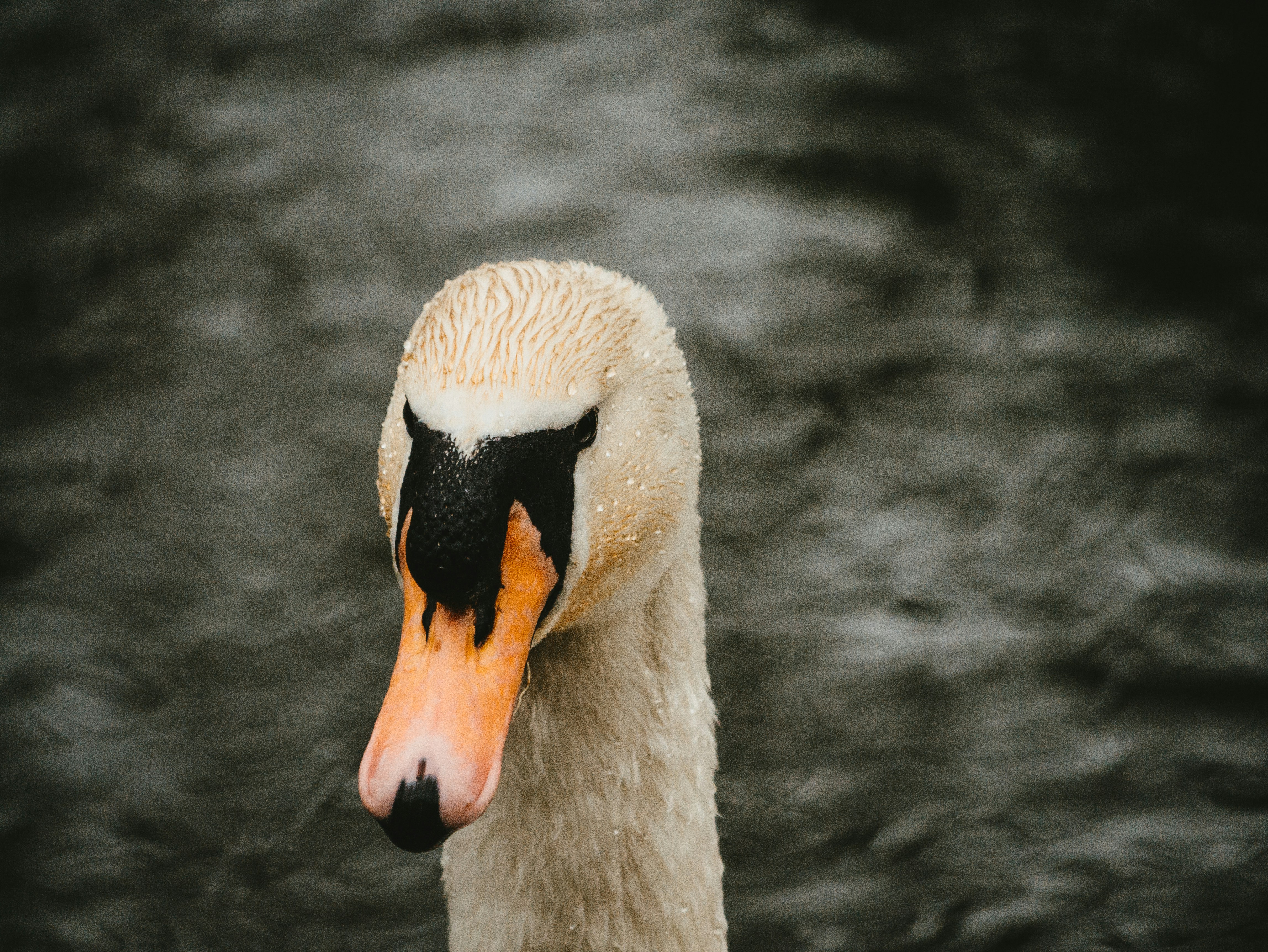 Portrait of a Graceful Swan: Focus on the Gilded Beak