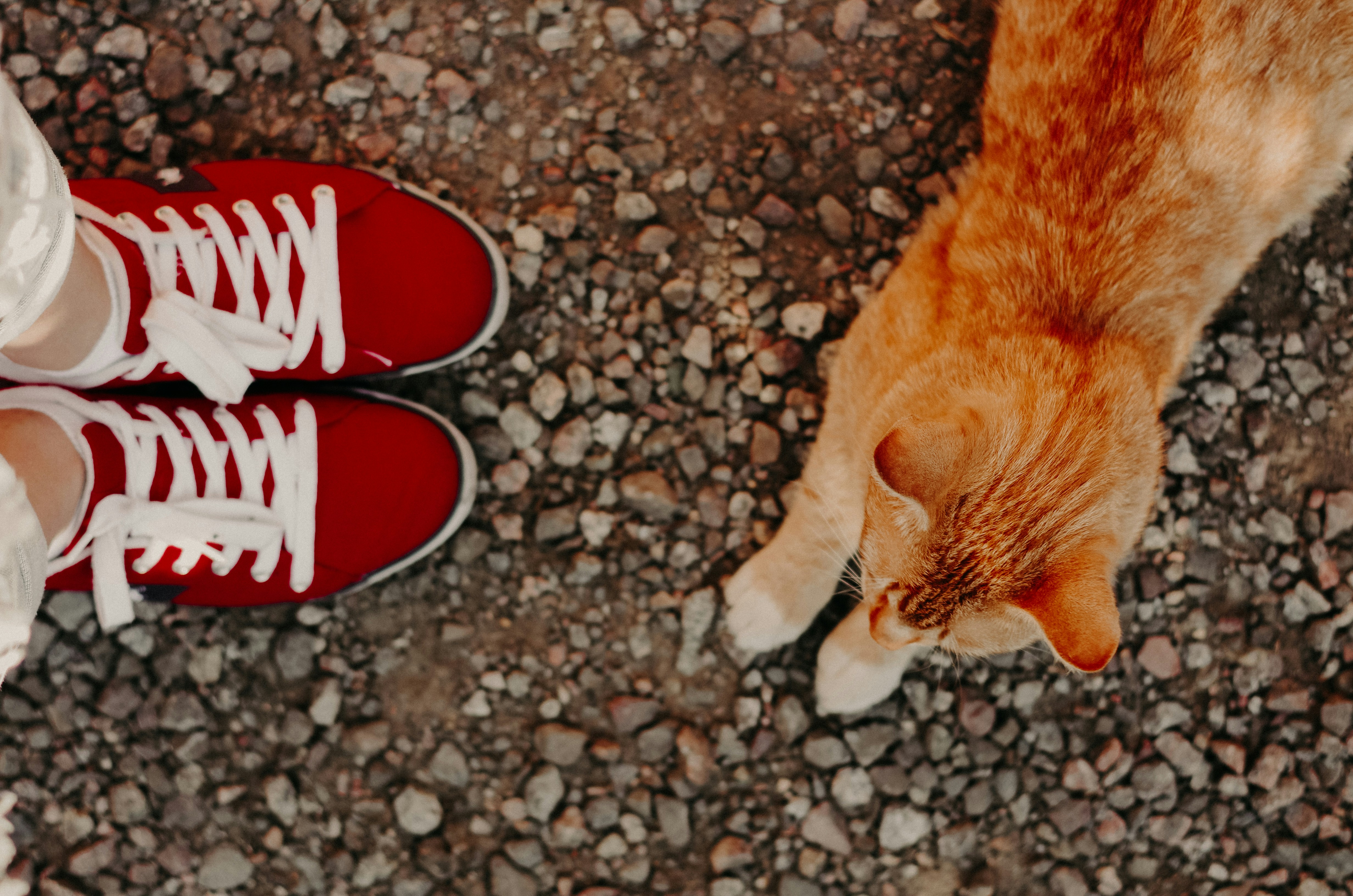 Crimson Sneakers and a Ginger Cat: A Pebble-Field Pause