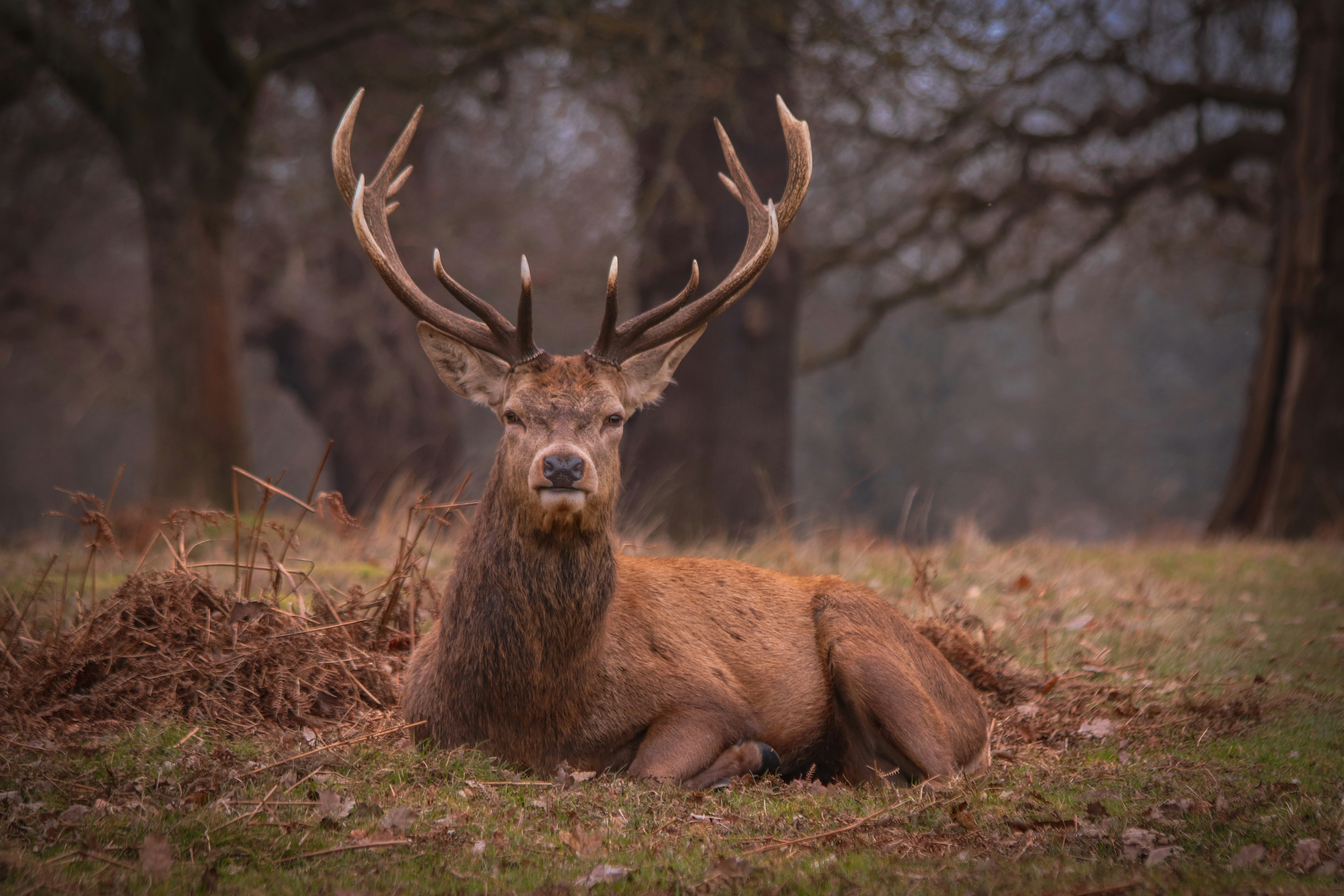 Resting stag with impressive antlers in a misty woodland setting.