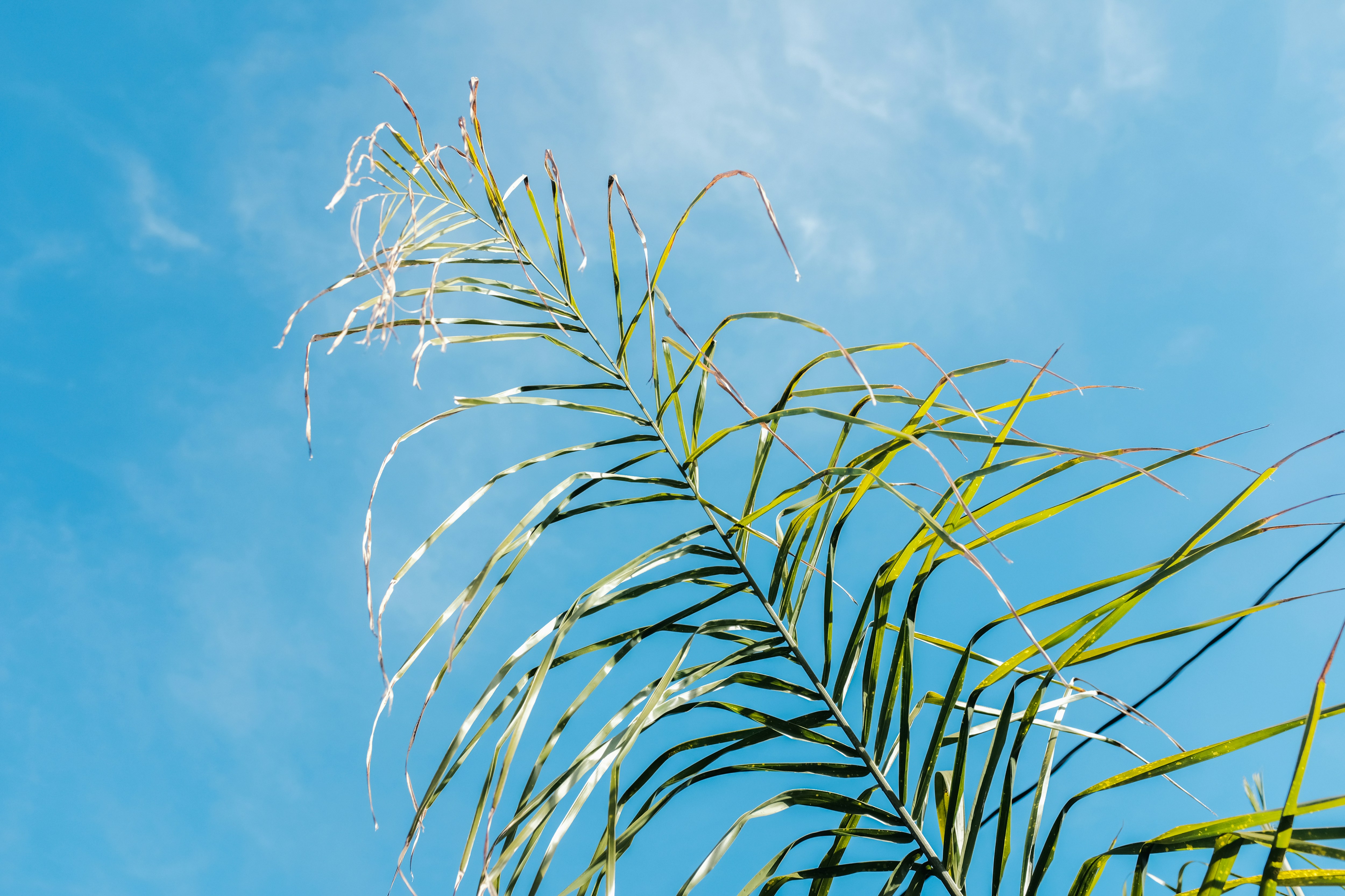 A vibrant green leaf reaching upward against a bright blue sky, showcasing nature's intricate details and textures.