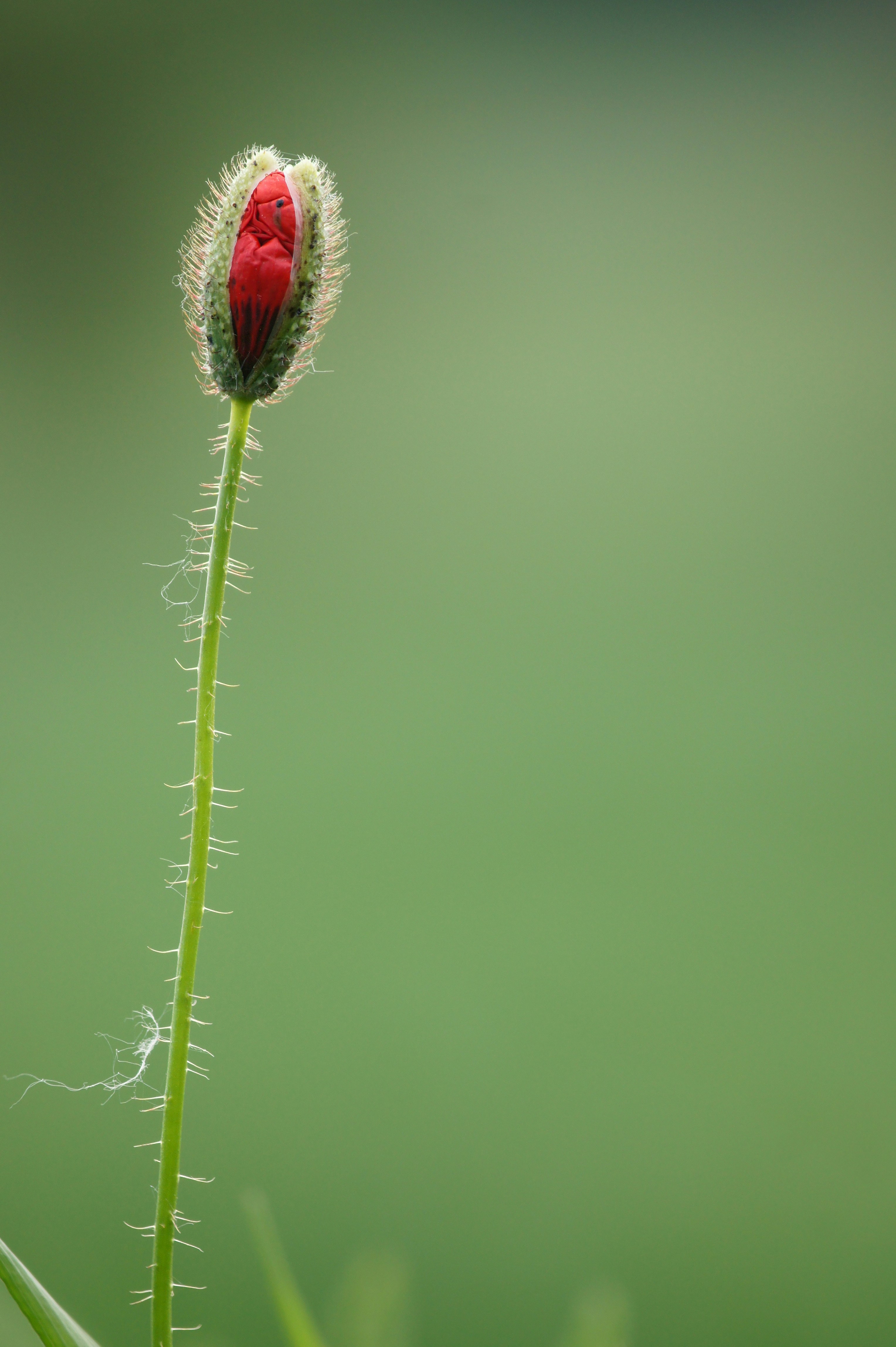 Close-up photograph of a red poppy bud on a hair-fringed green stem with a soft green bokeh background. The shot highlights texture and delicate hairs.