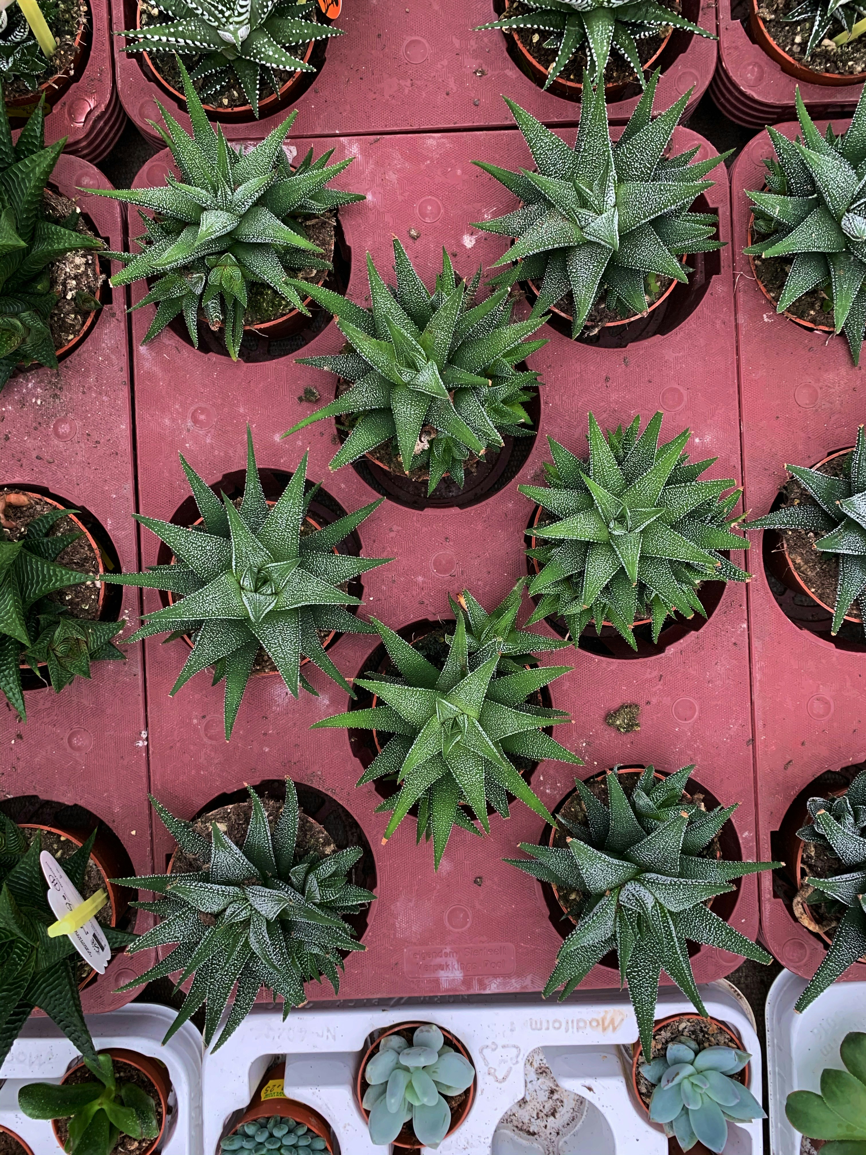 Rosette Mosaic: Grid of Green Succulents on a Red Tray
