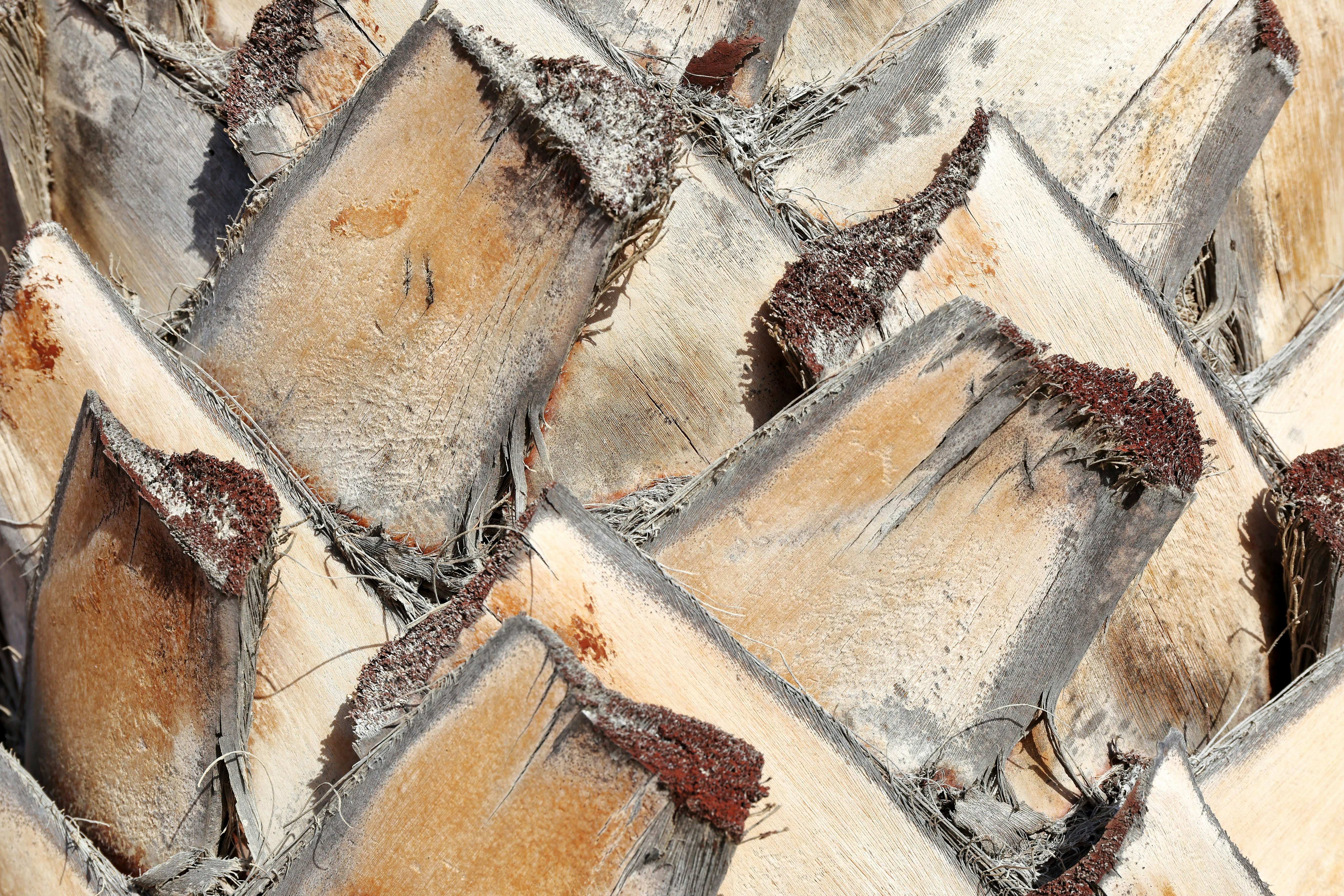 Weathered Diamond Tiles: Close-Up of Palm Bark Scale Geometry