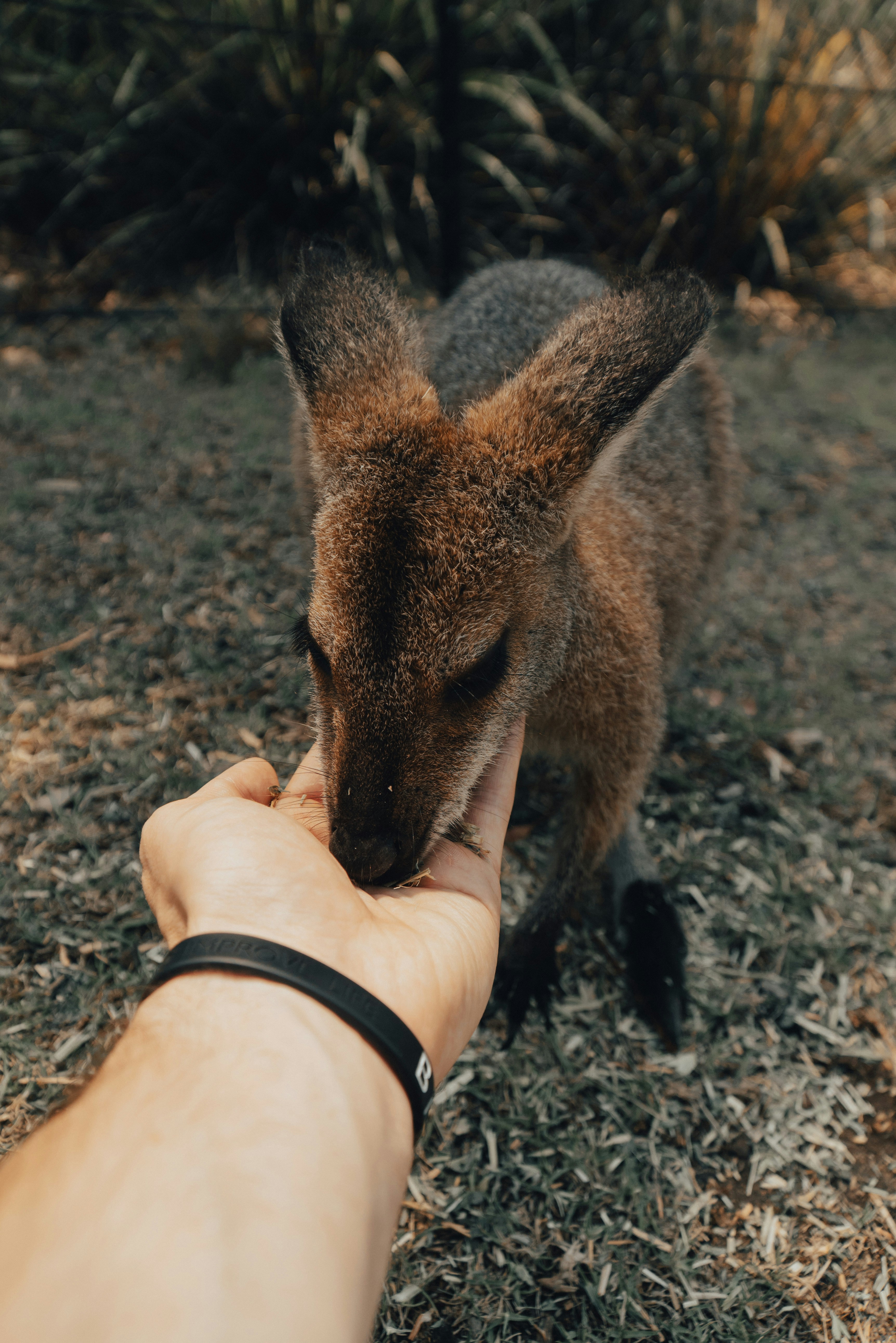 A wallaby curiously approaches a hand offering food in a natural setting. The moment captures the bond between humans and wildlife.