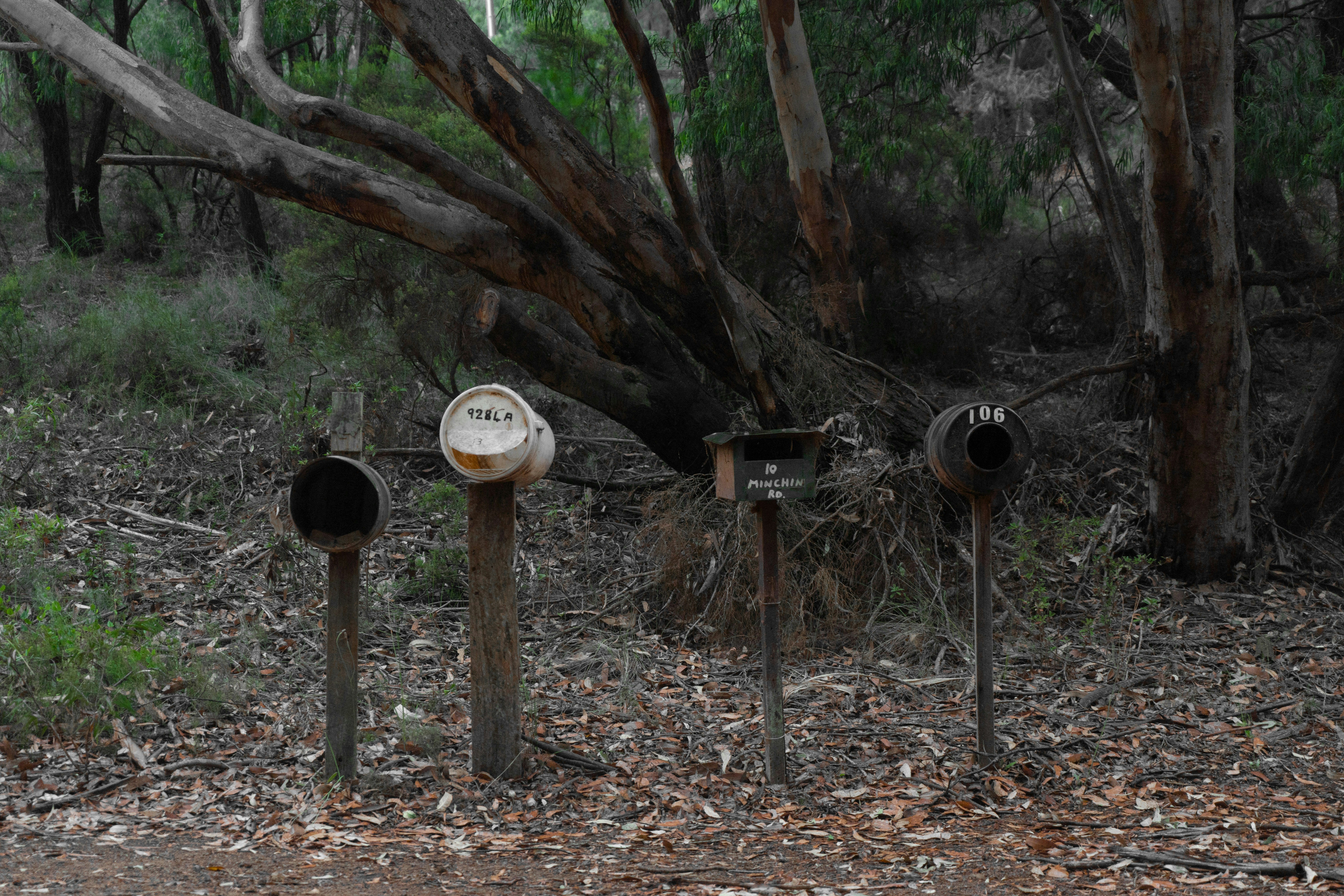 Four weathered mailboxes stand in a quiet, overgrown area, hinting at stories long forgotten. Each mailbox bears unique identifiers, blending into the natural surroundings.