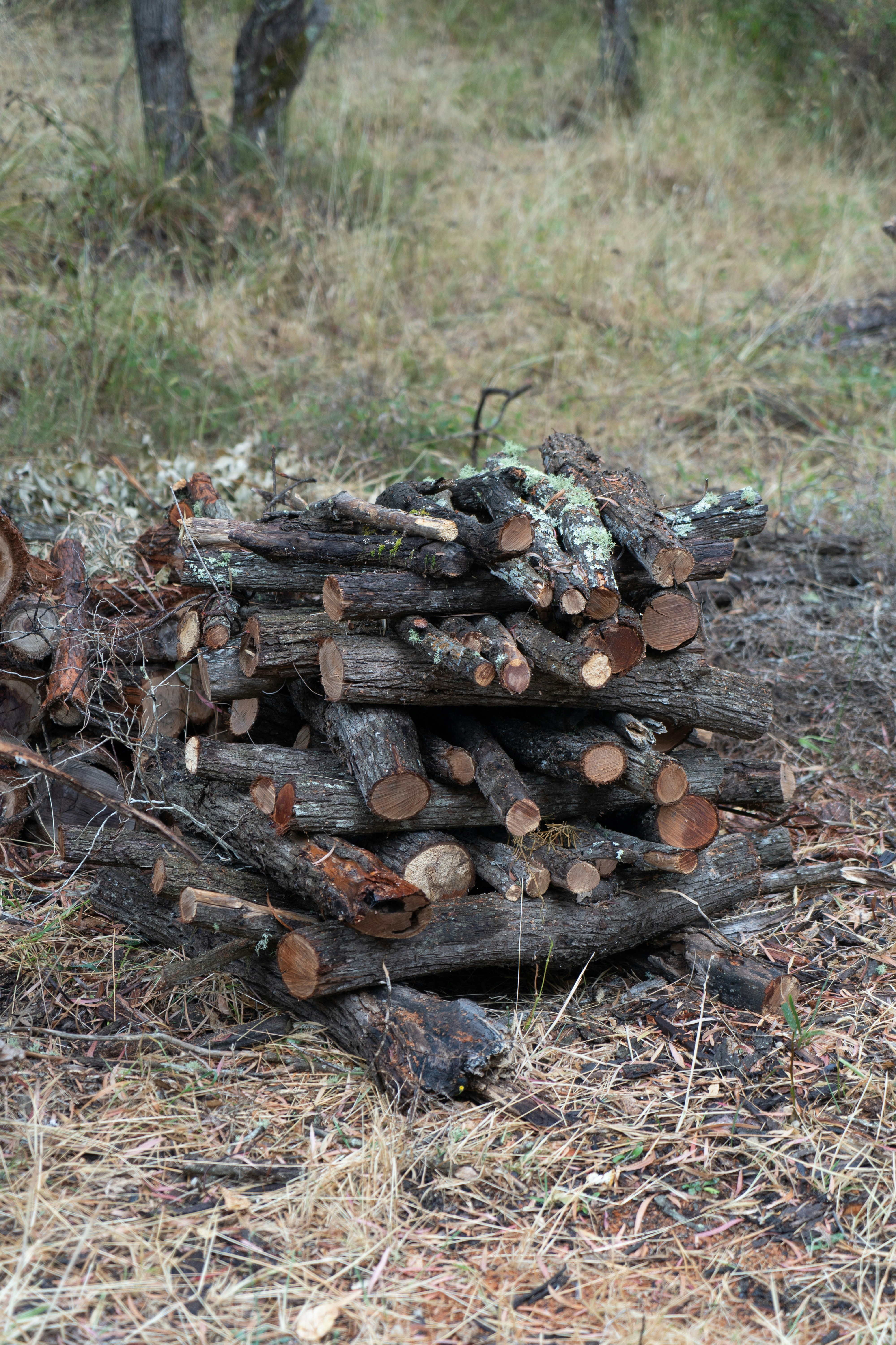 Lichen-Kissed Log Stack in a Quiet Forest Clearing