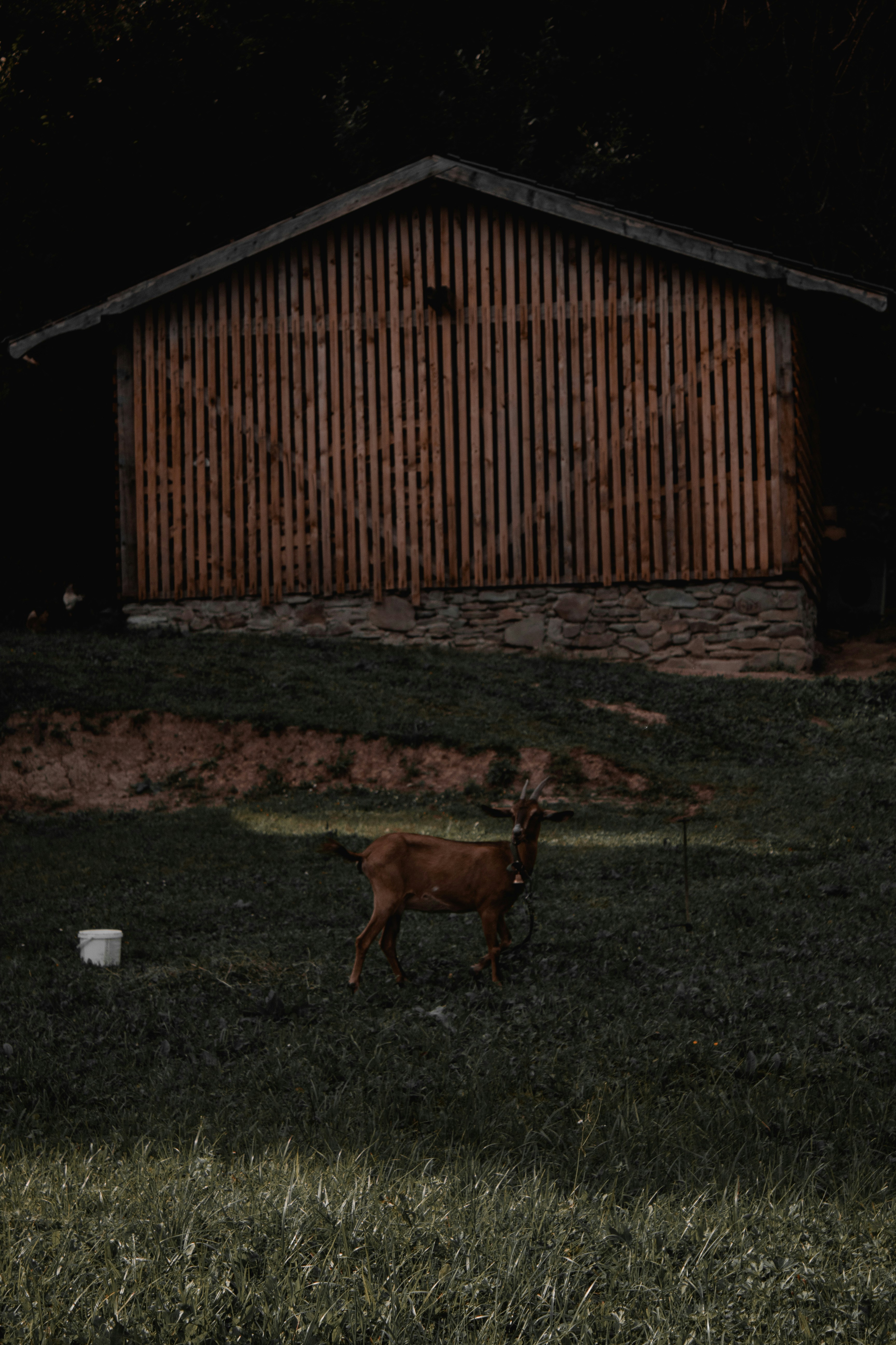 brown short coated dog on green grass field