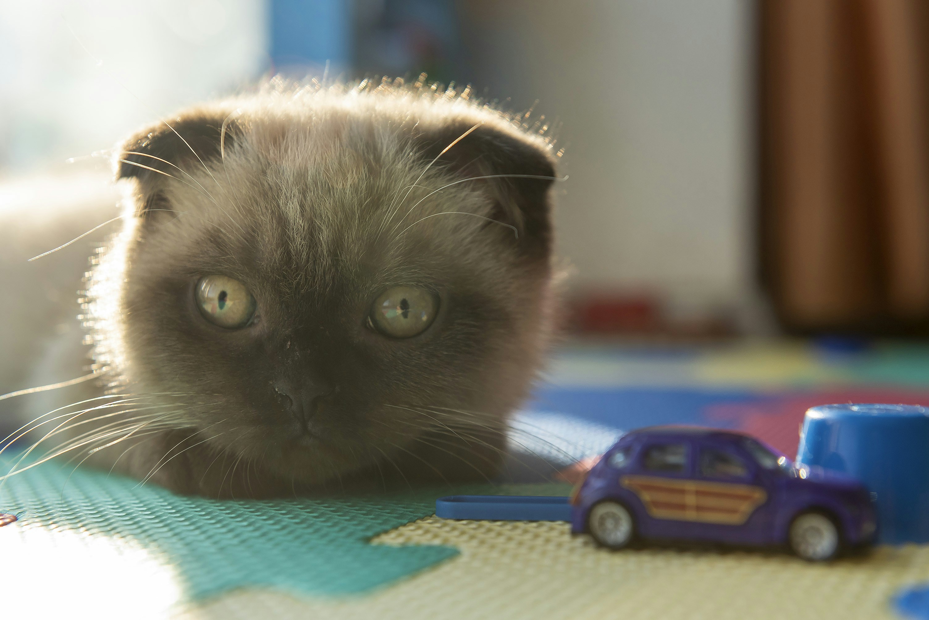 Cat name: Toprak