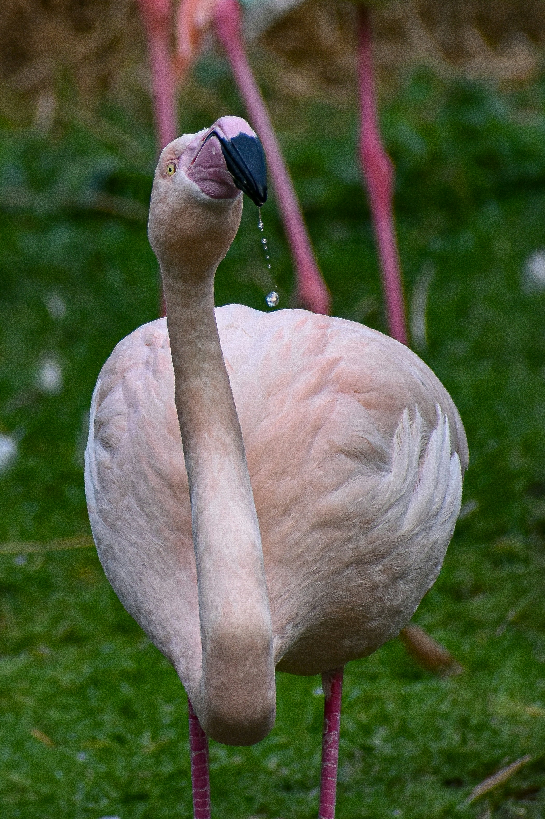 Liquid Pearl on a Flamingo Beak: A Quiet Moment in Green
