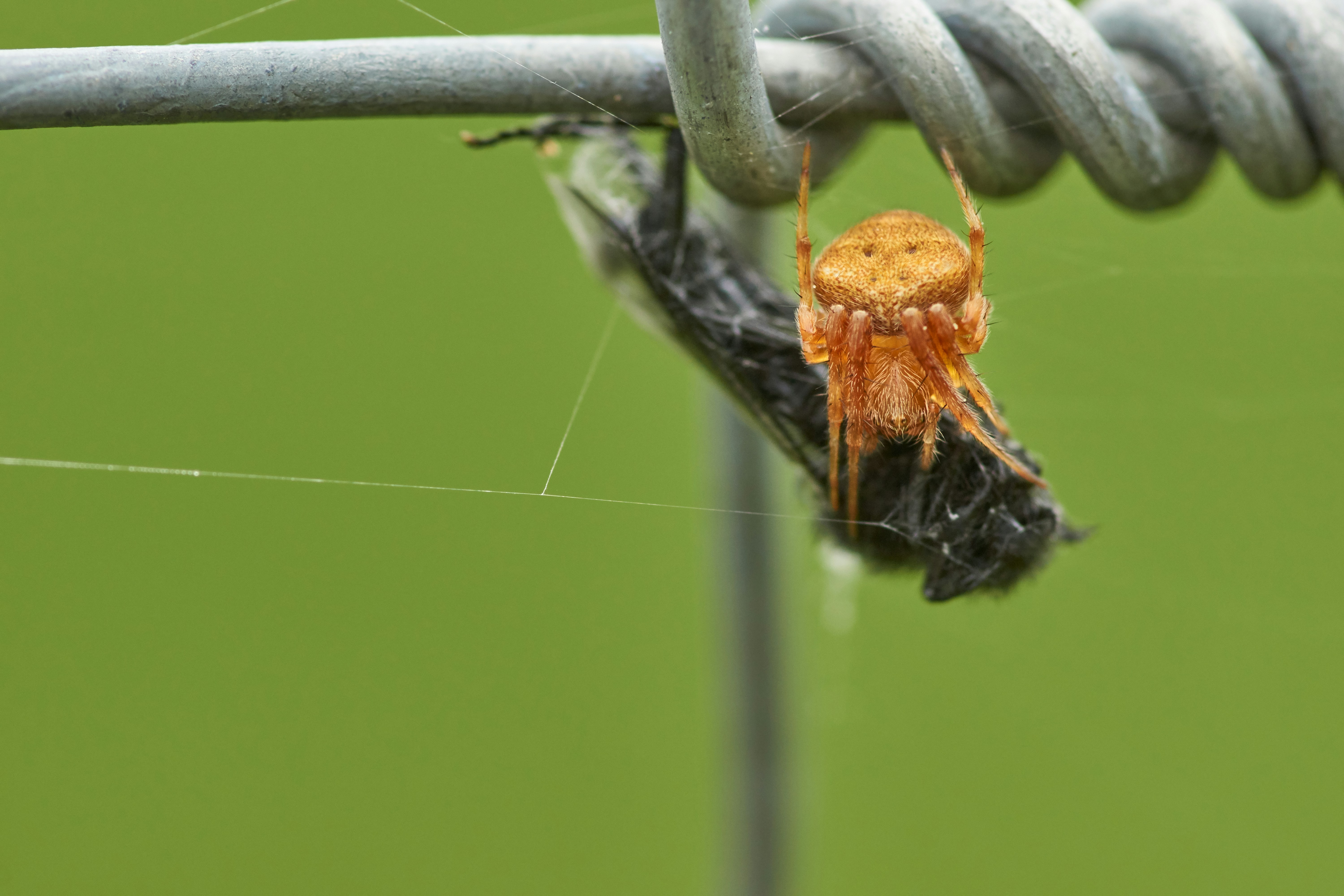 Copper-Hued Orb-Weaver on a Coil of Wire