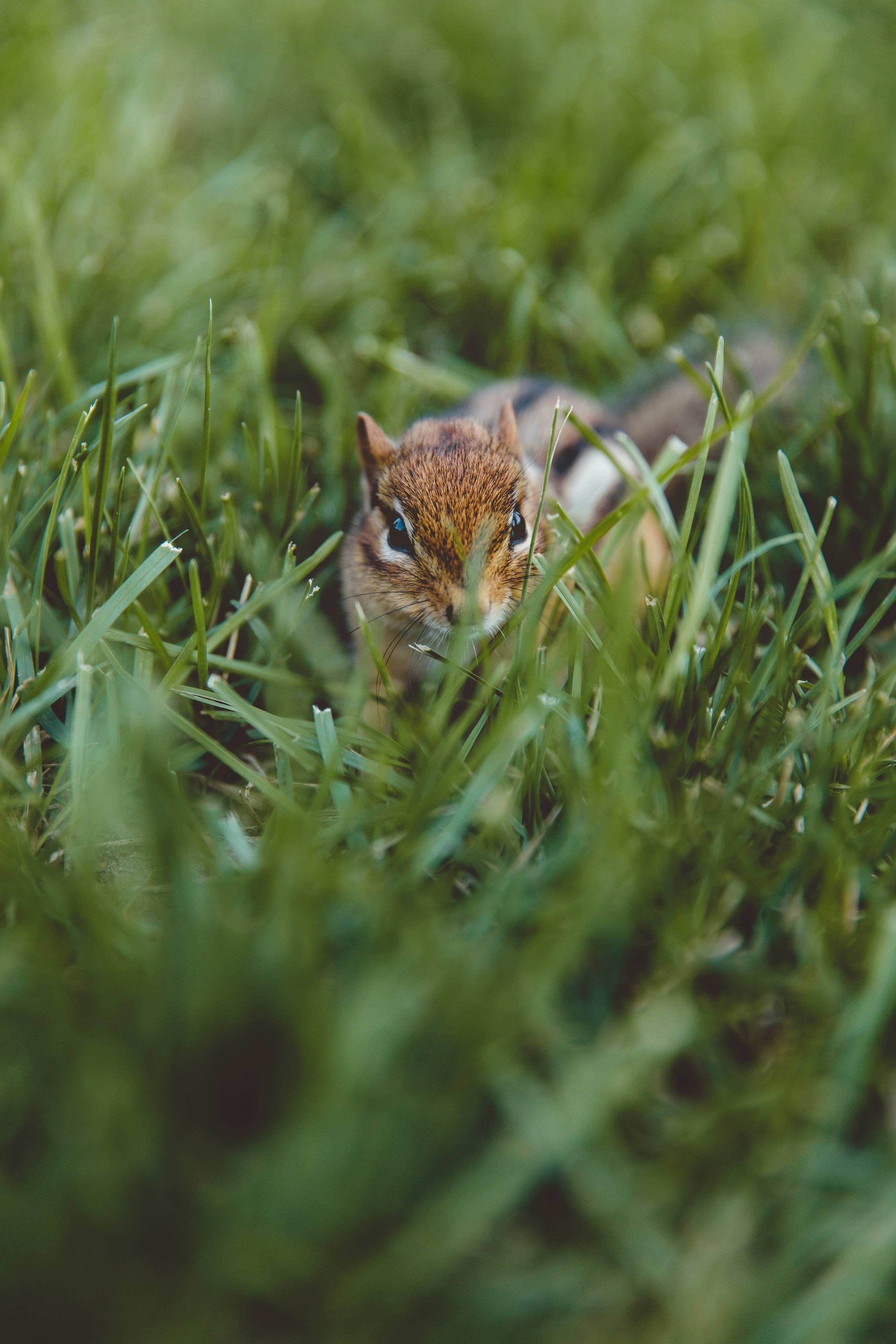 brown squirrel on green grass during daytime