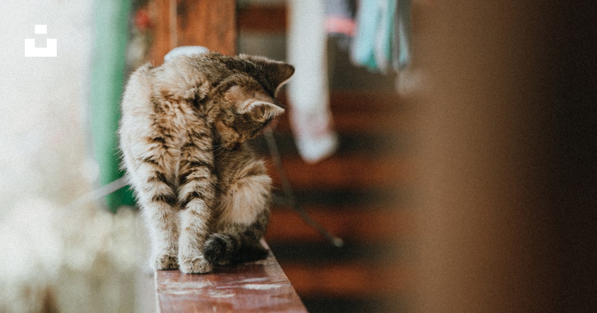 갈색 나무 테이블에 갈색 줄무늬 고양이 사진 Unsplash의 무료 루마니아 이미지