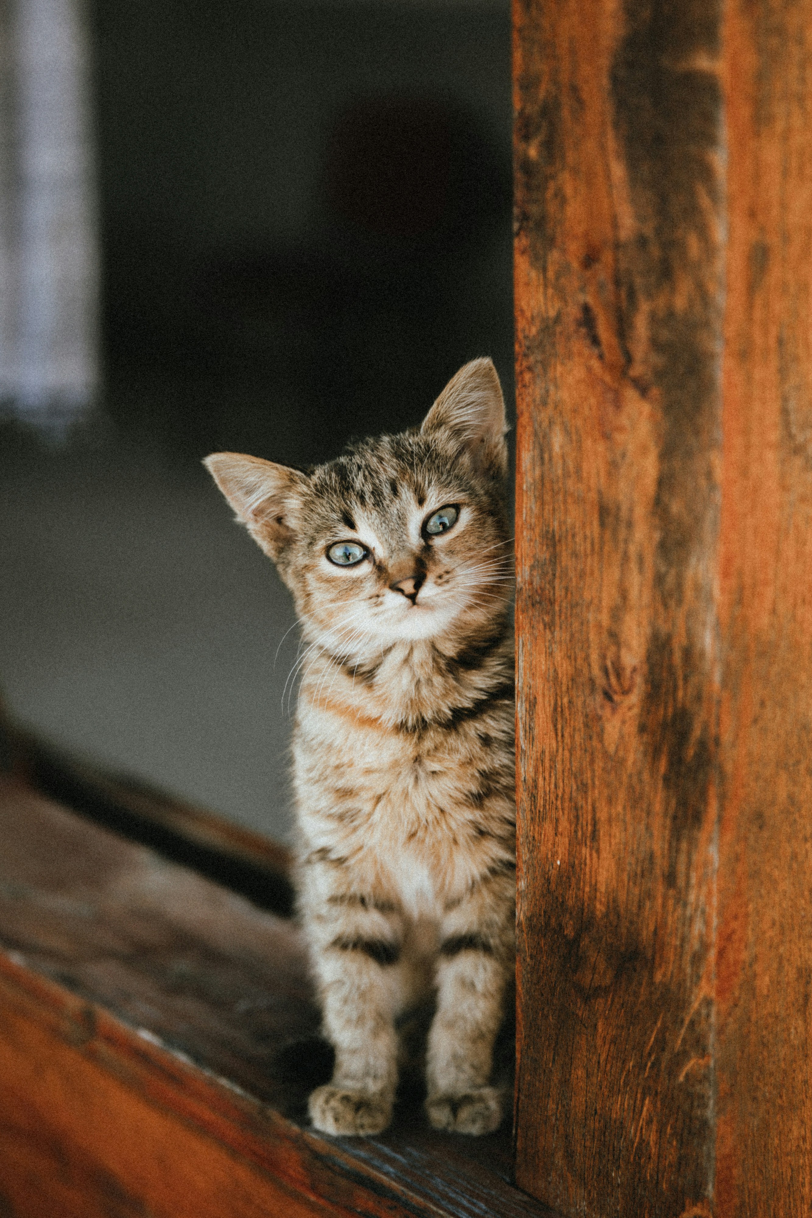 A playful tabby cat peeks from behind a wooden post, its bright blue eyes full of curiosity. The soft fur and warm tones add to the cozy atmosphere.