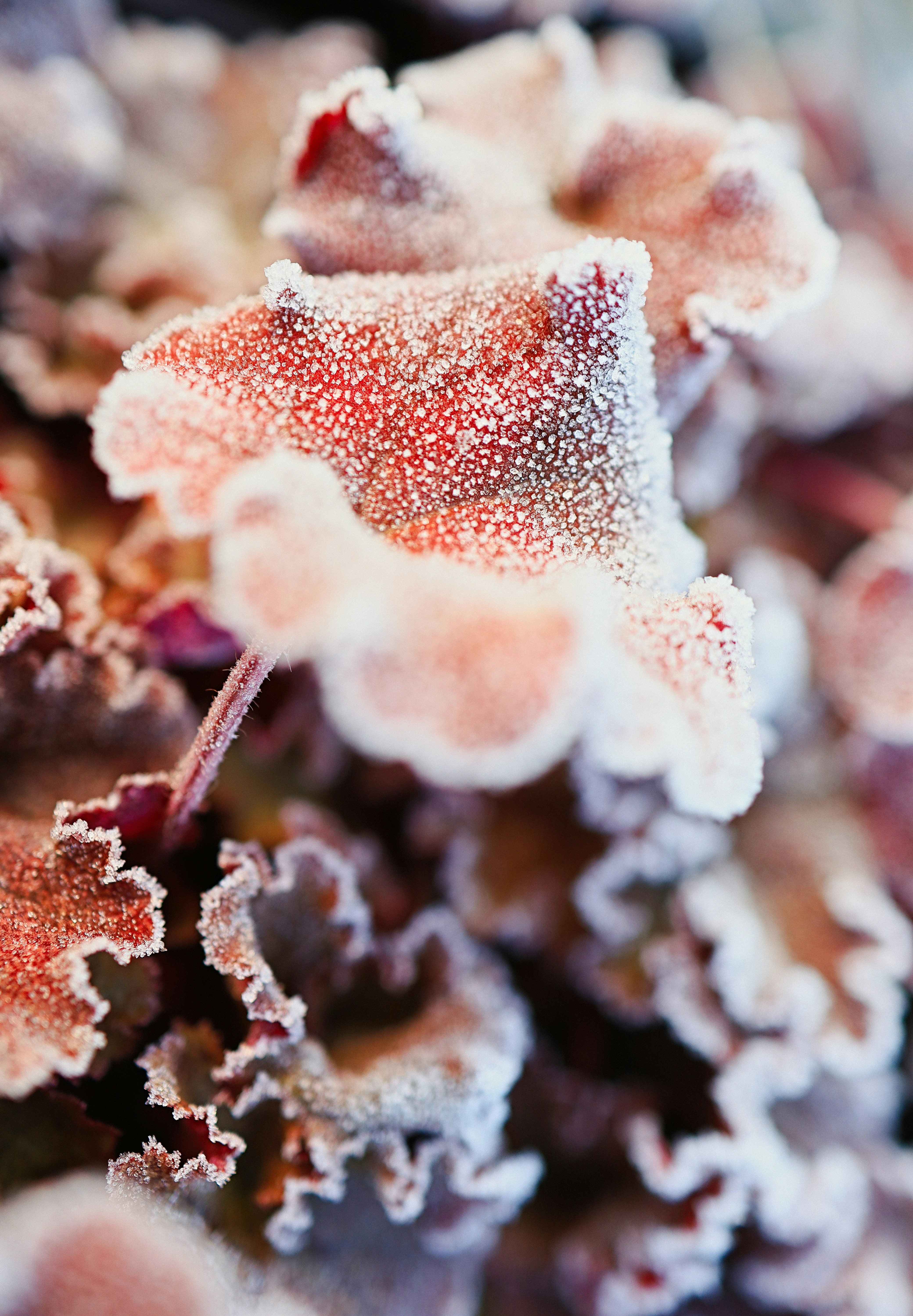 Crystal Frills on Winter Leaves: a Frost Macro Portrait
