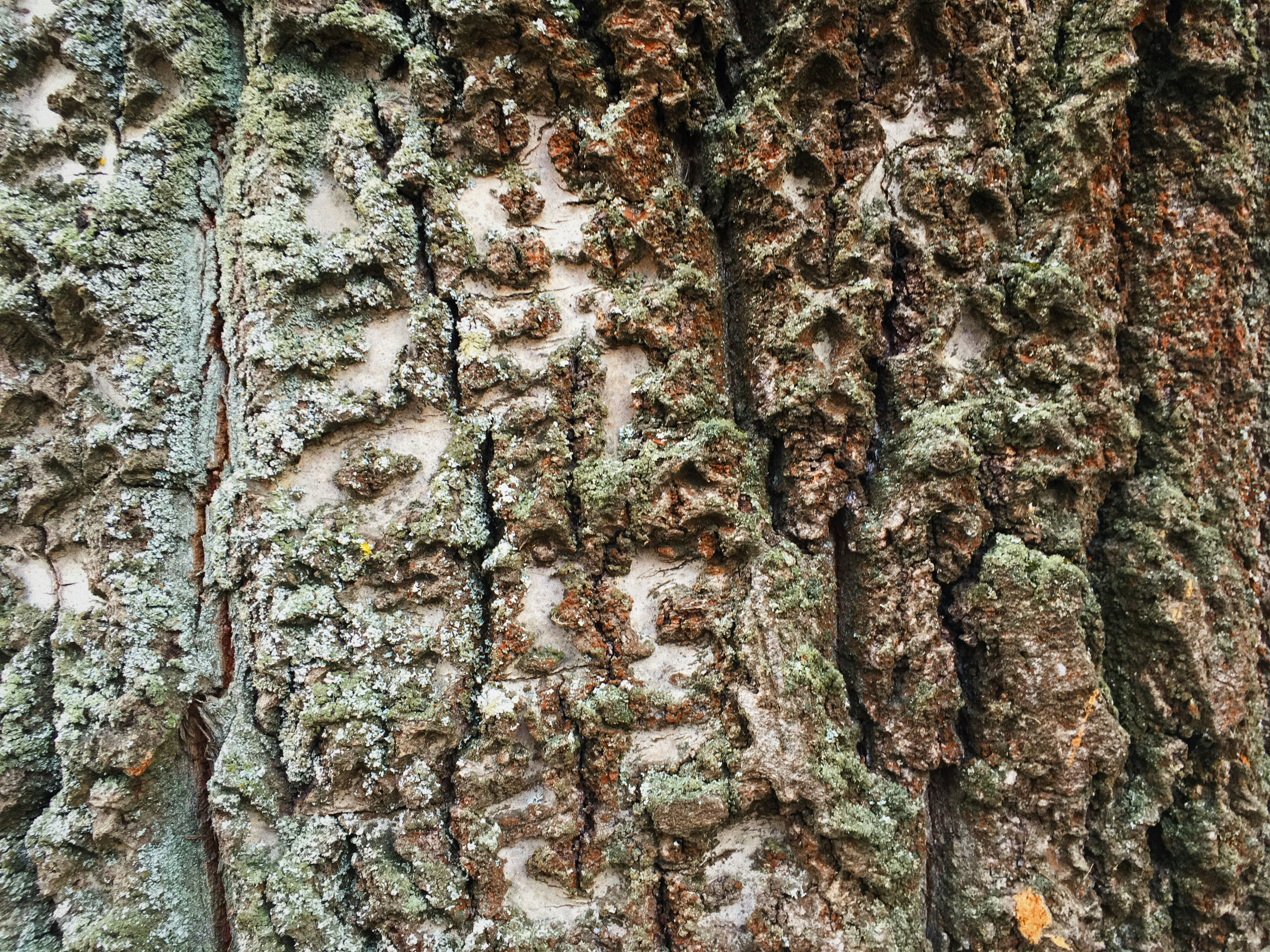 Brown and black tree trunk photo – Free Tree Image on Unsplash