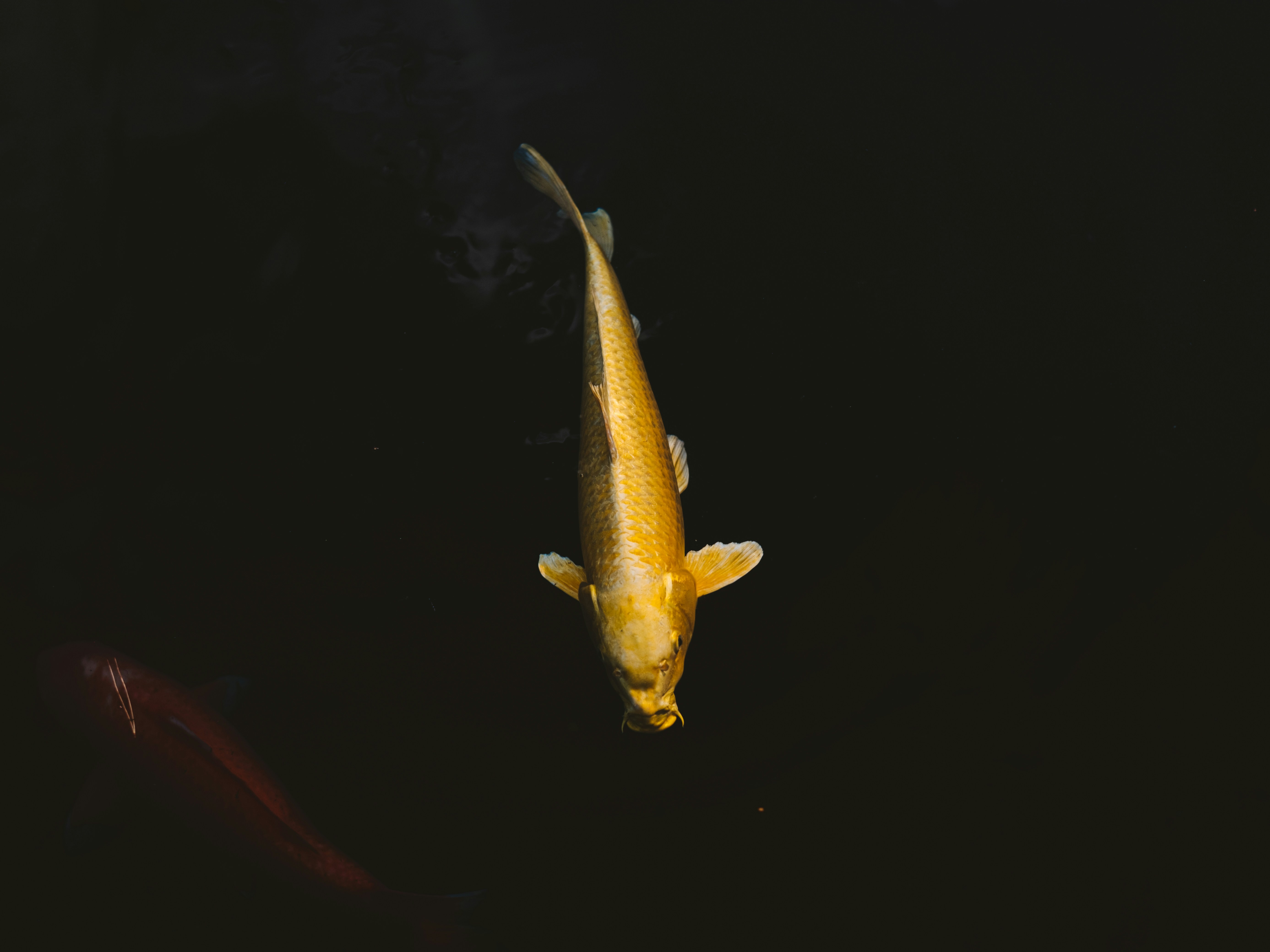 Yellow and white fish in water photo – Free Osaka Image on Unsplash