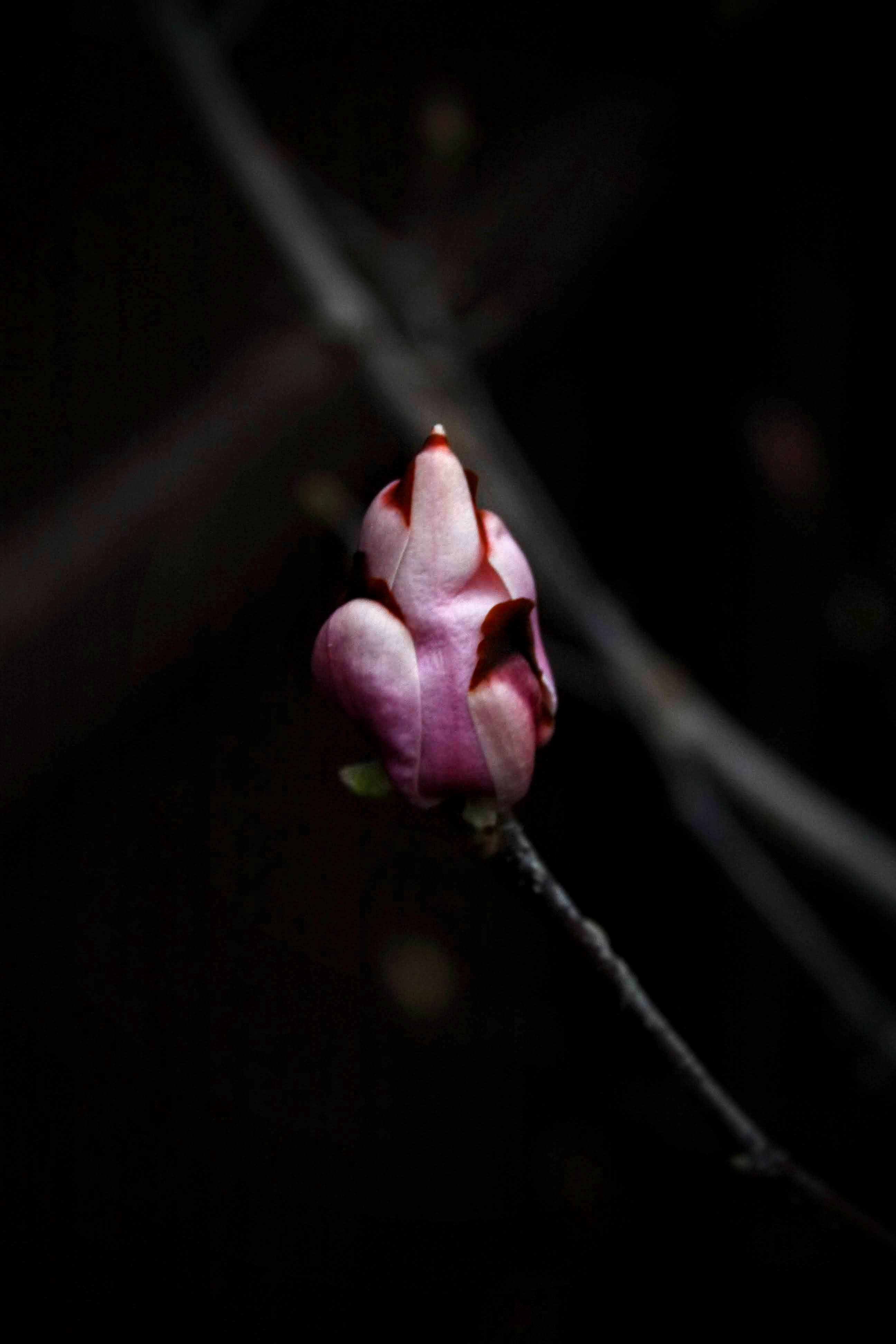 Night Bloom on a Velvet Backdrop: Tiny Pink Bud