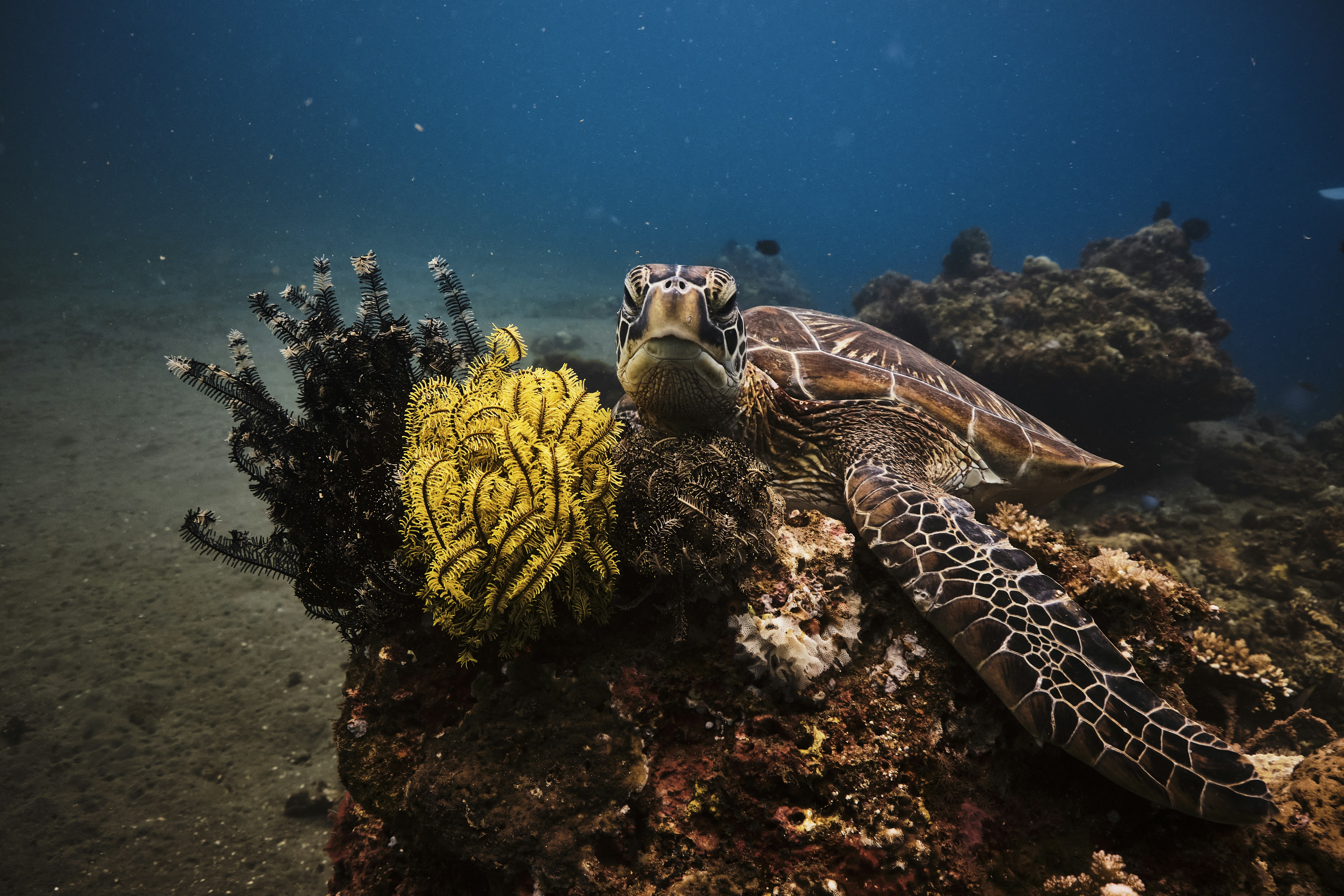 Turtle resting on a colorful coral reef surrounded by diverse marine life.