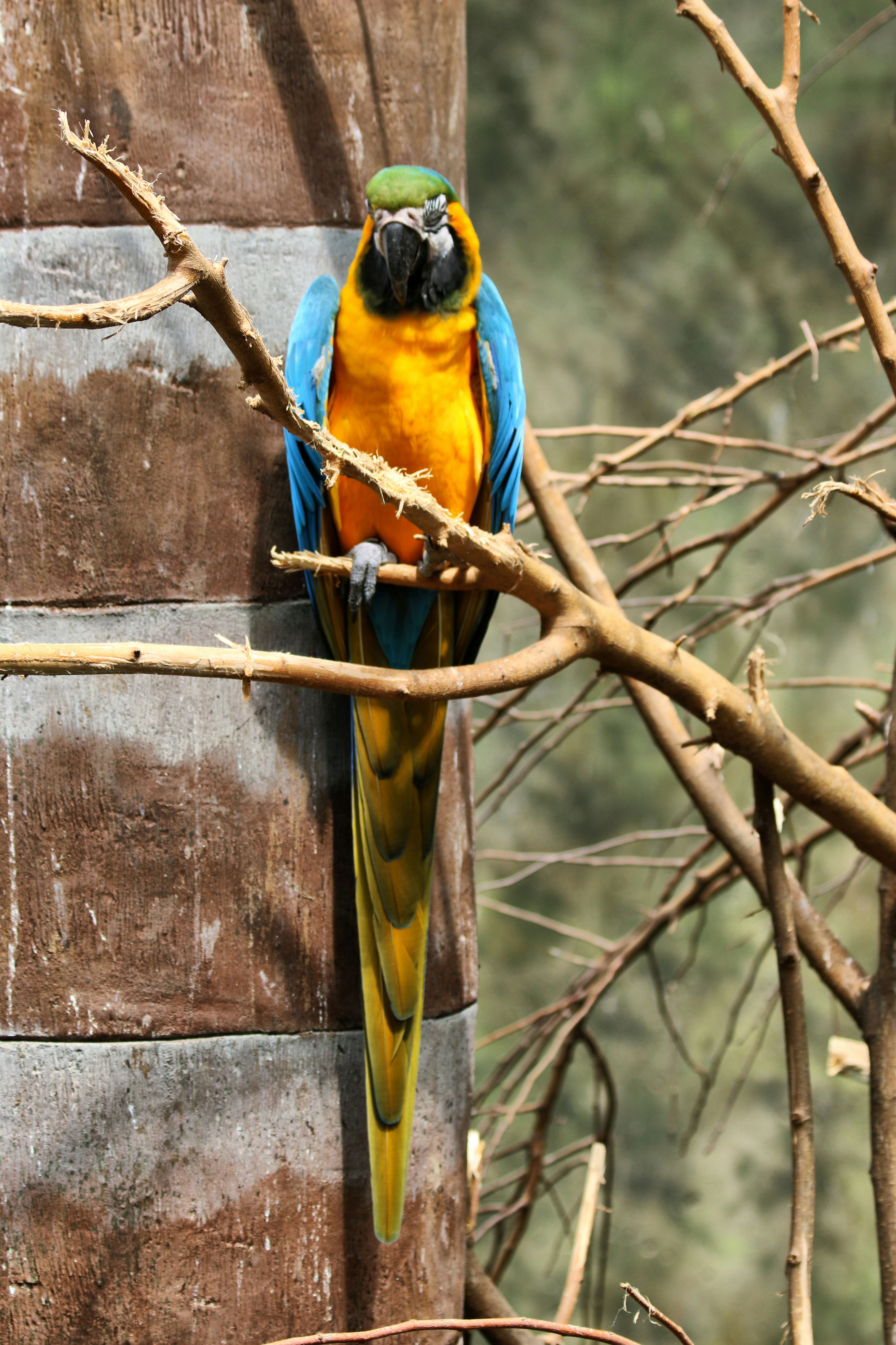 blue yellow and green parrot on brown tree branch