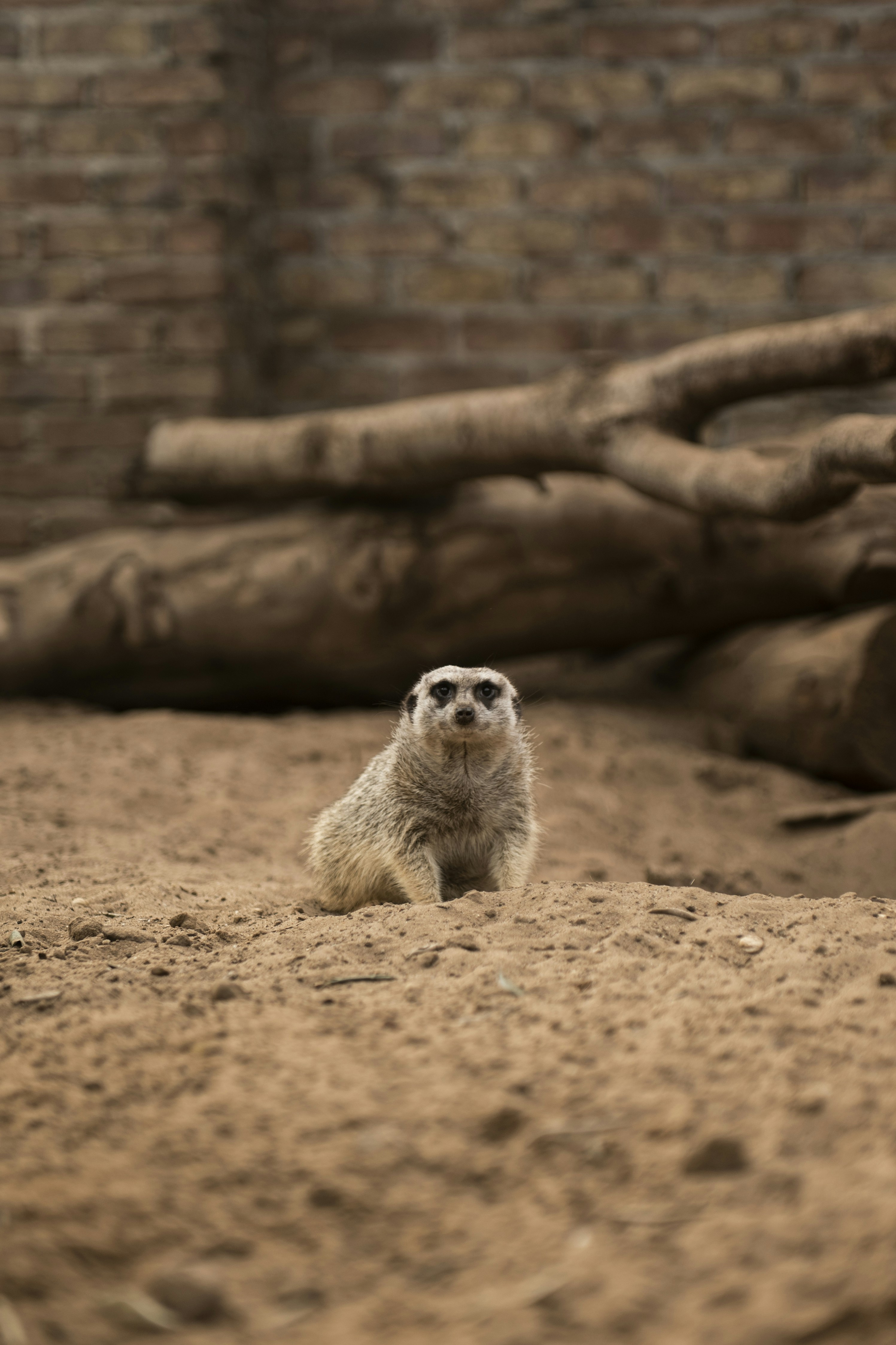 brown and white animal on brown sand