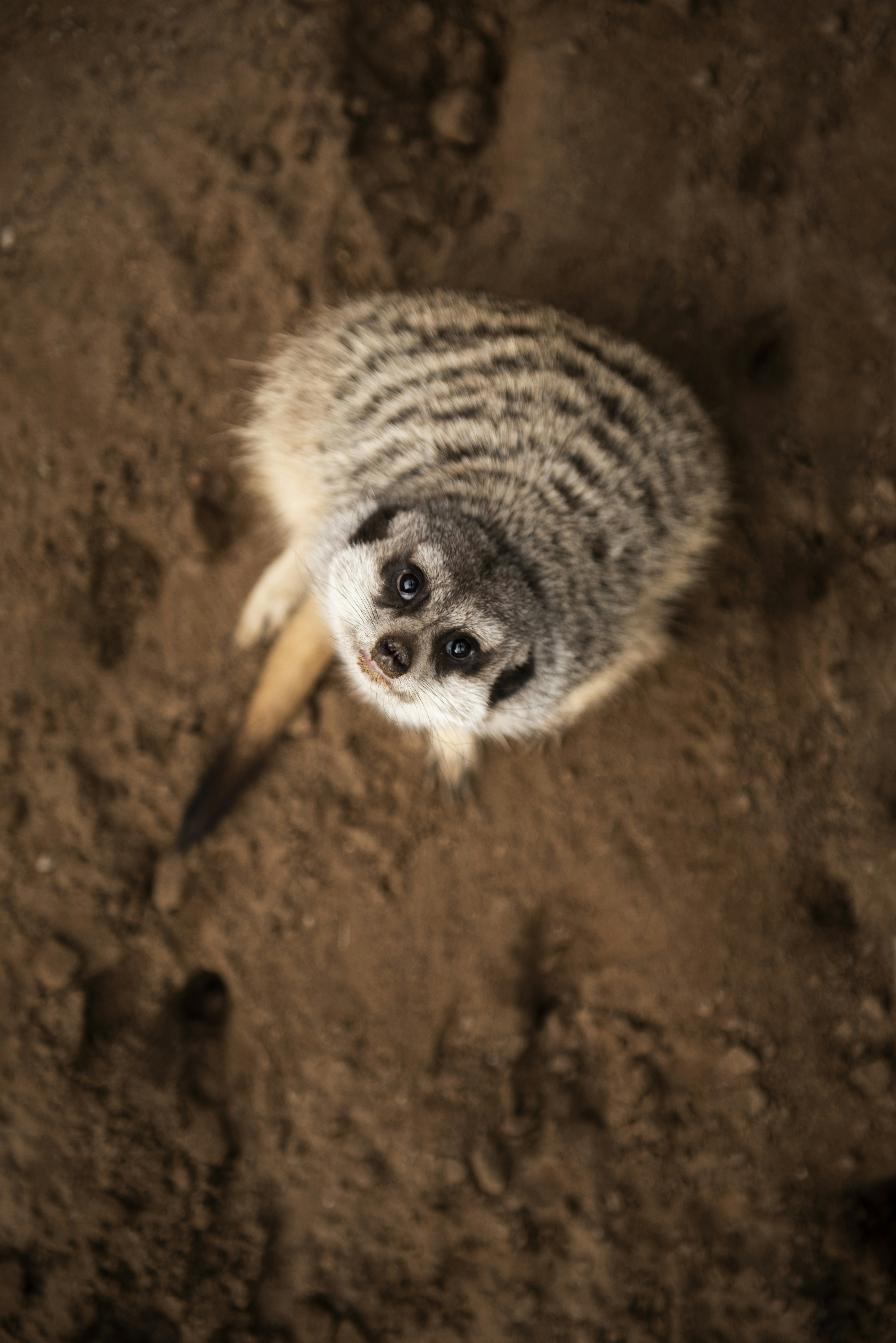 A meerkat gazes upward with a curious expression, surrounded by a sandy terrain. The animal's distinctive stripes and attentive posture highlight its alert nature.