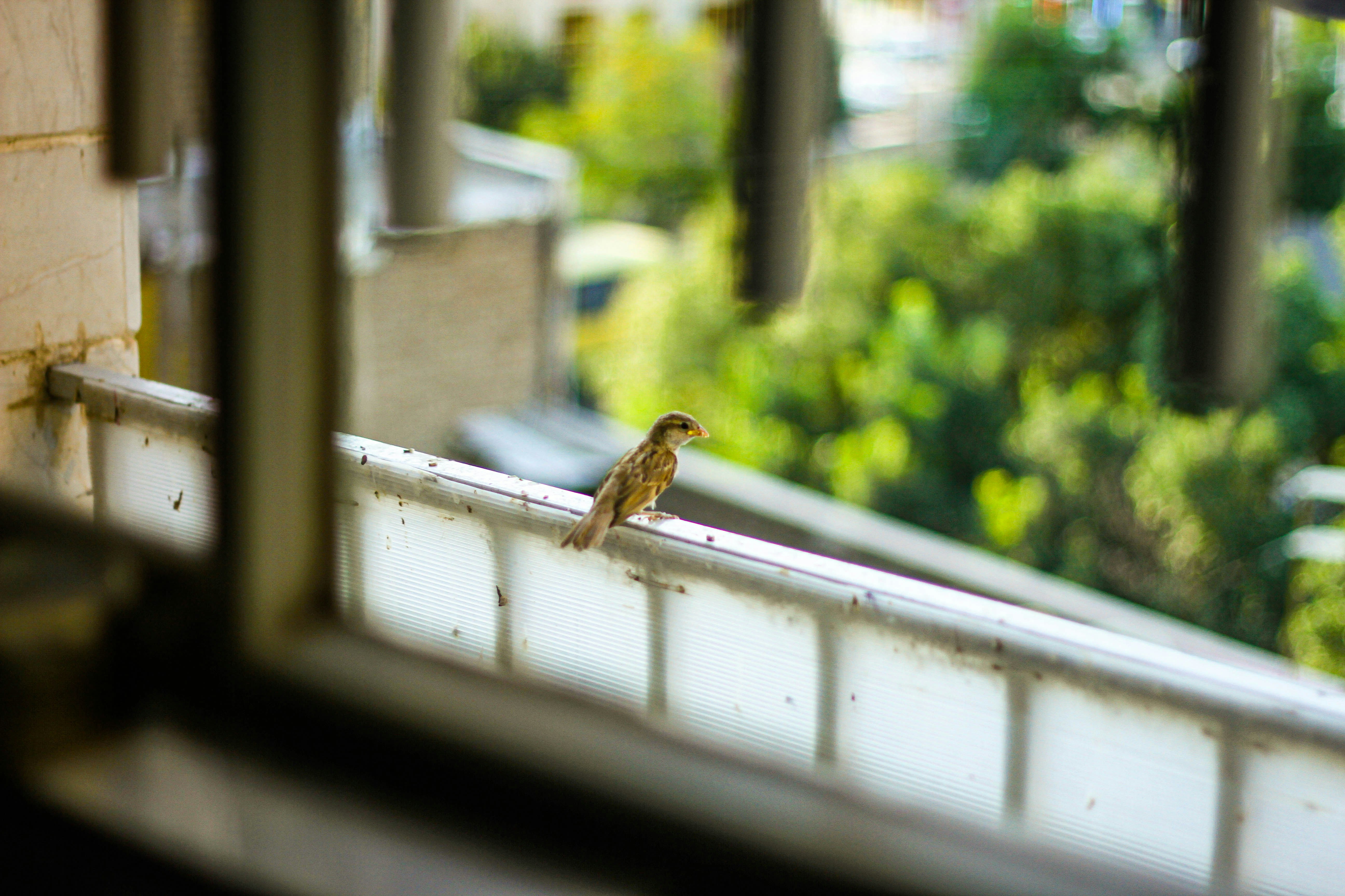 A sparrow perched on a balcony railing, framed by a window, with lush greenery in the background. The scene captures a moment of tranquility in an urban setting.