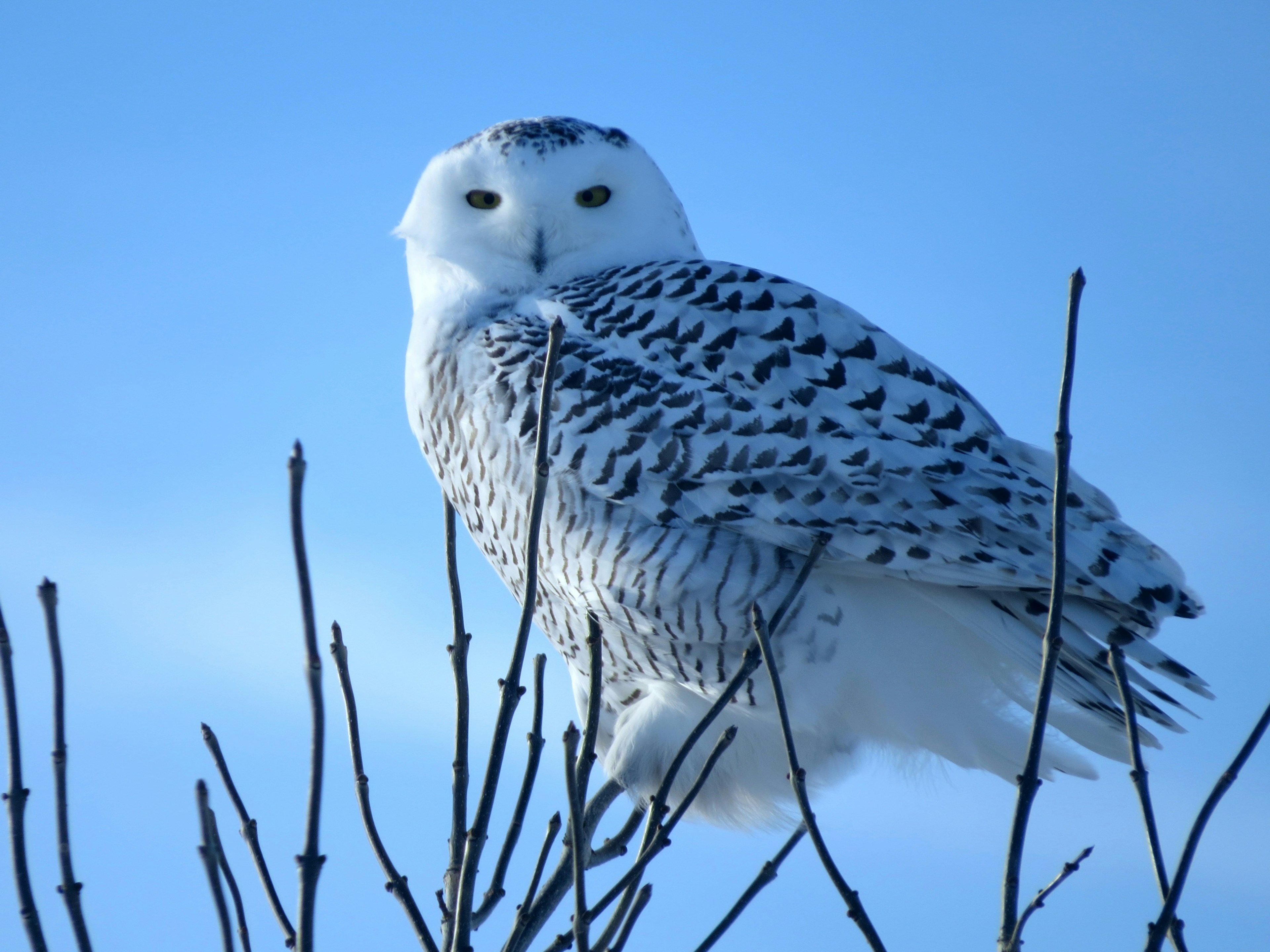 500+ Snowy Owl Pictures | Download Free Images on Unsplash