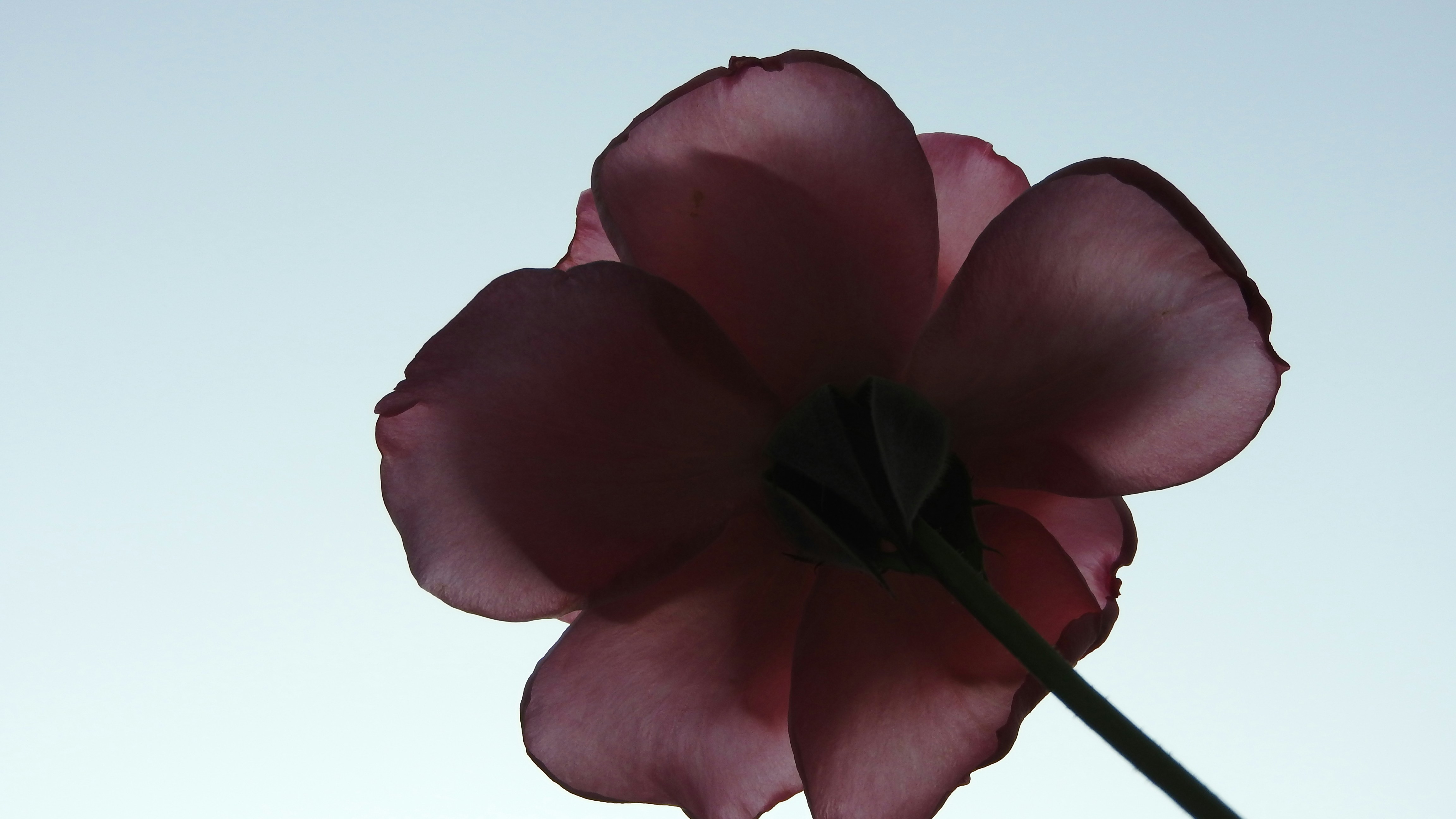 Petaled Crimson Crown Against A Clear Sky