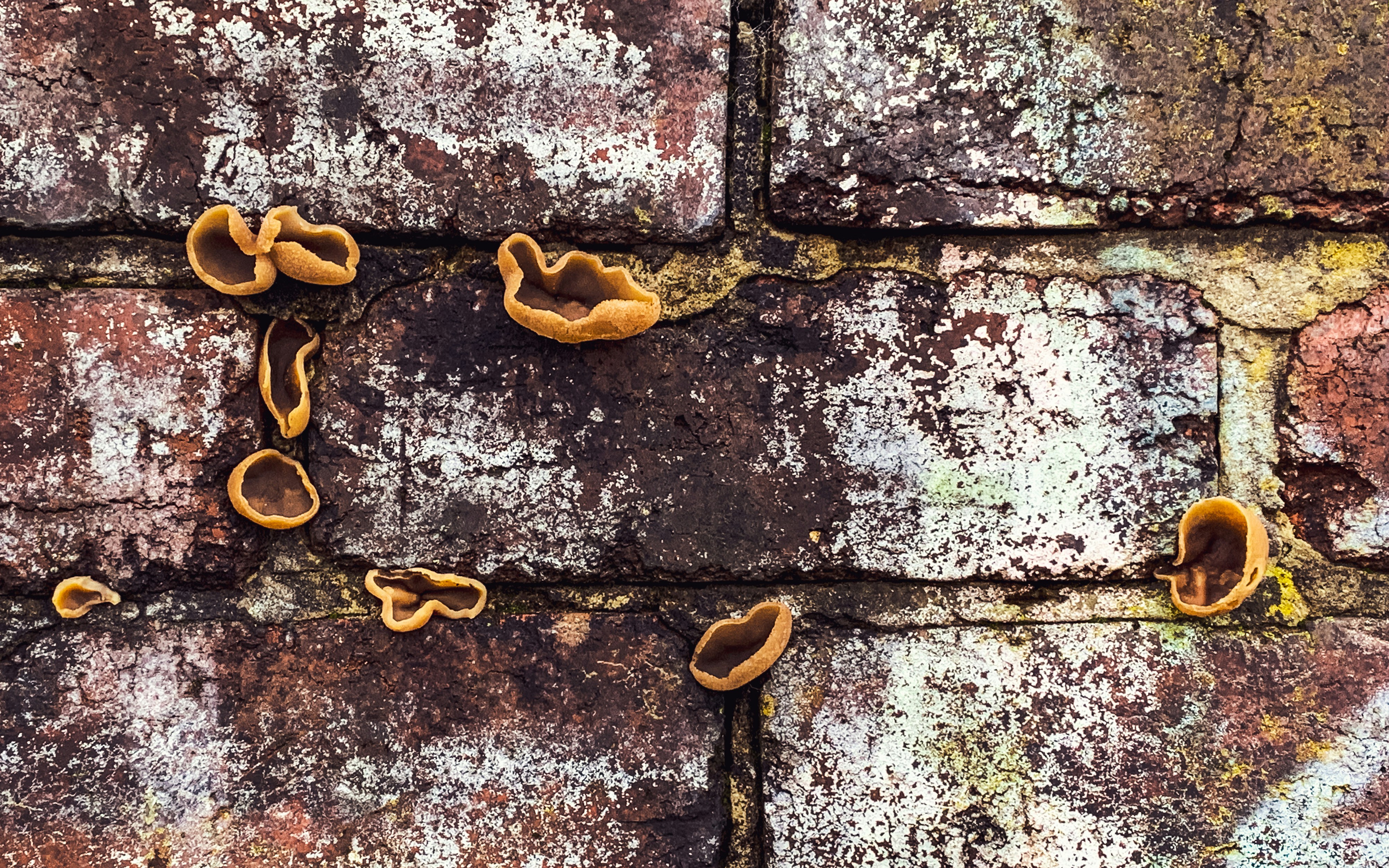 Orange Shelf Fungi Mark a Weathered Brick Wall