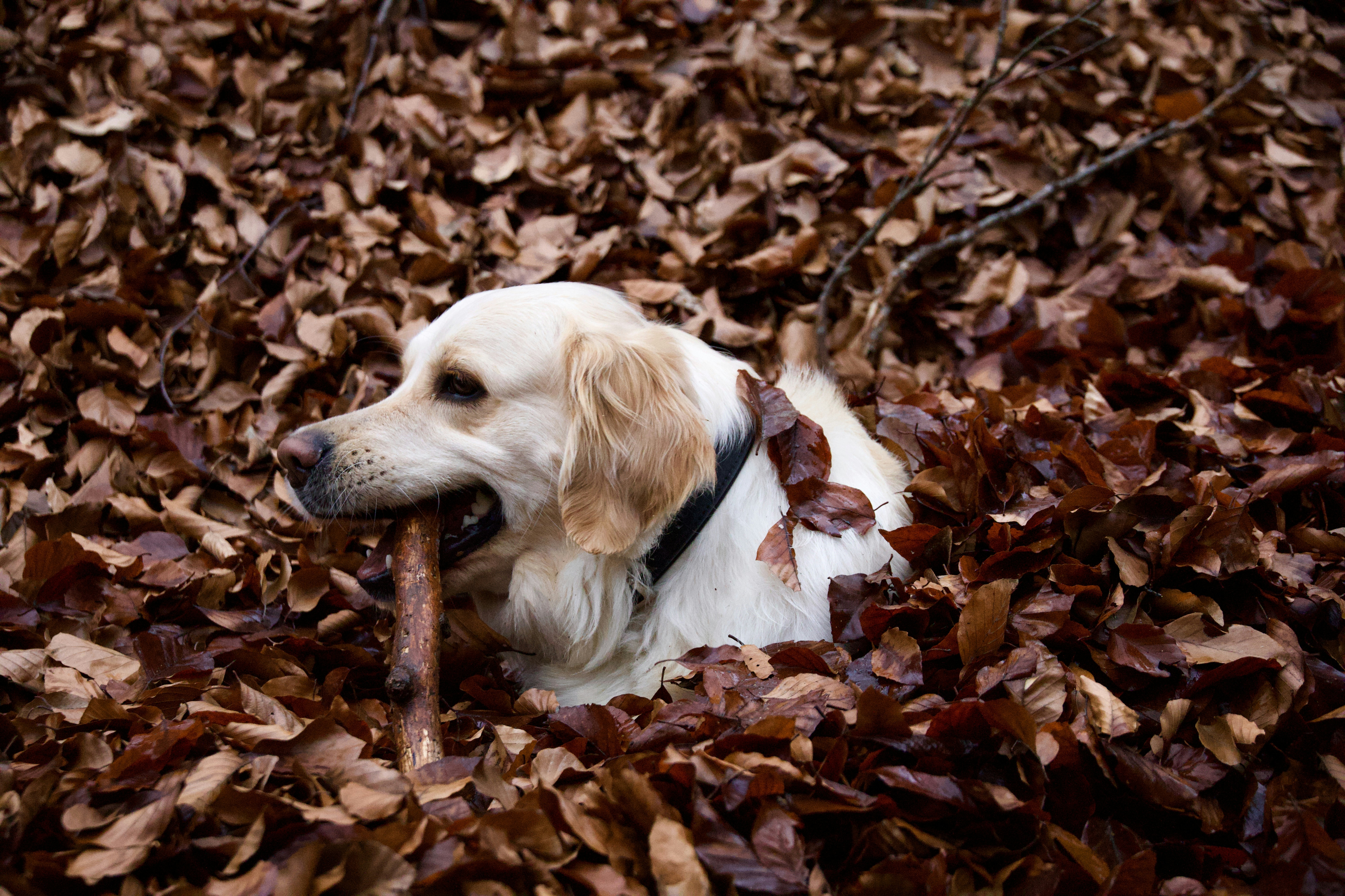 Leaf-Layered Retriever: A Golden Moment with a Stick