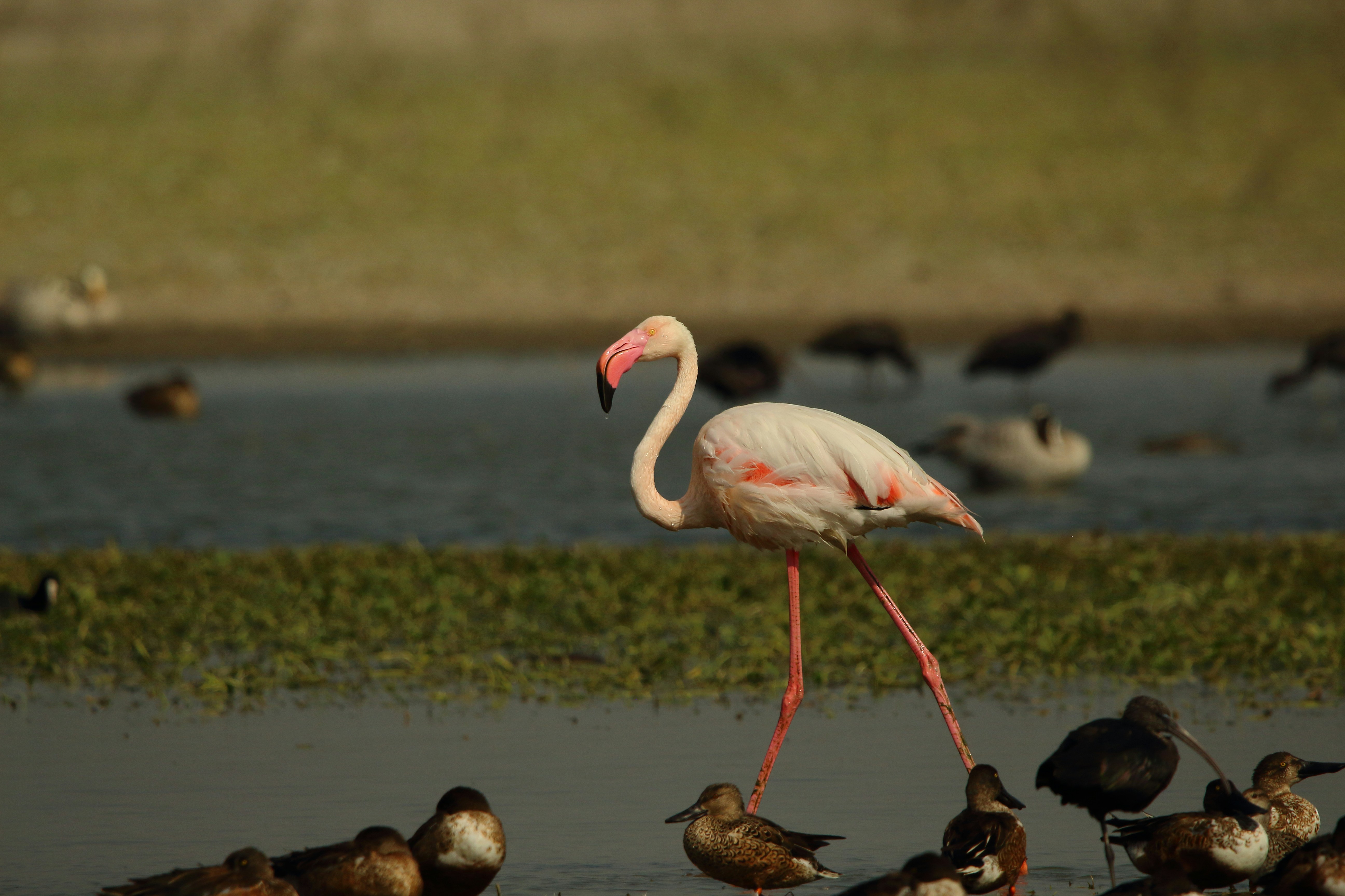 Pink Flamingo Leads a Wetland Chorus: Solitary Grace Among Ducks