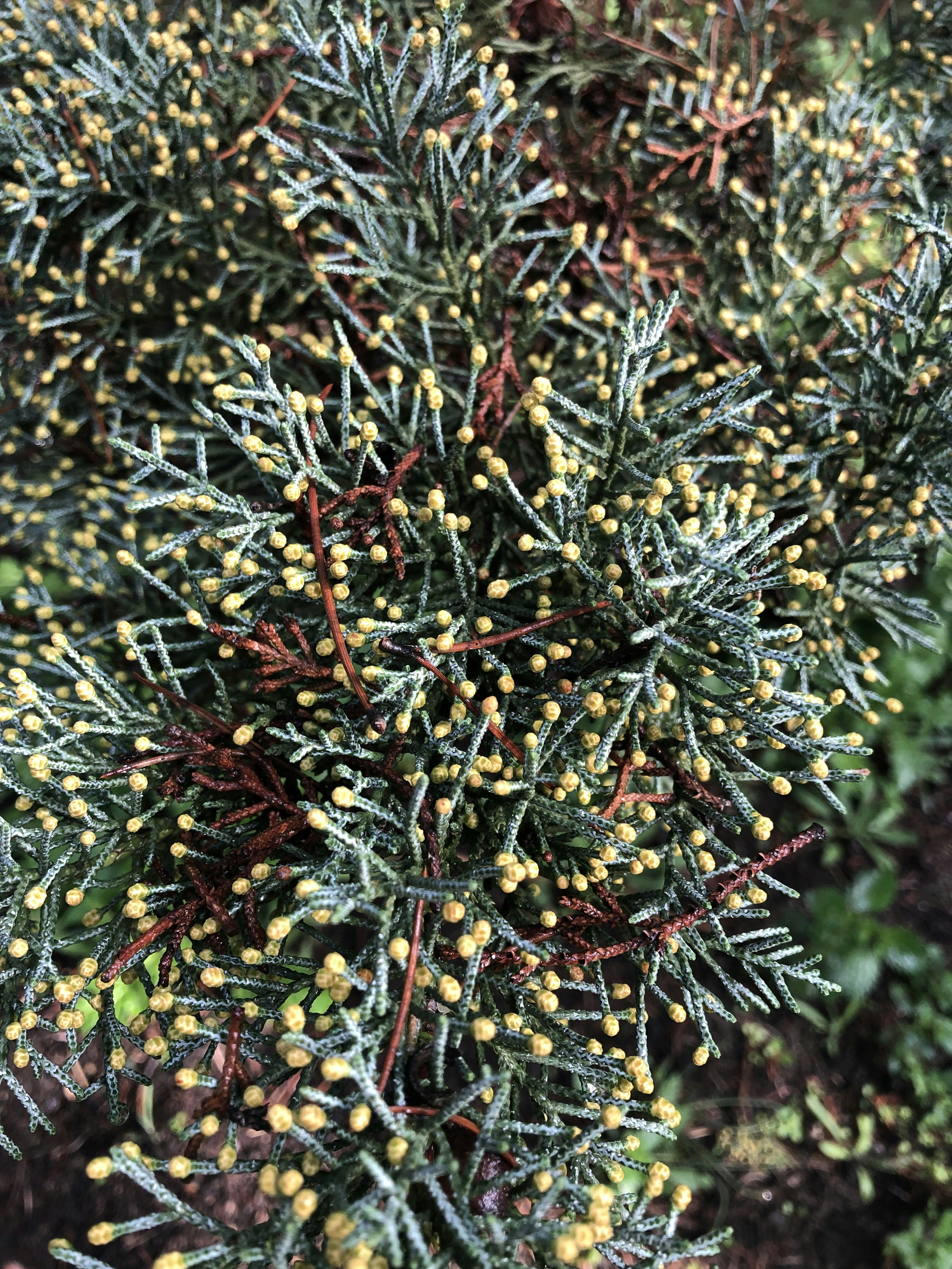 Frost-kissed Juniper: a lattice of yellow buds