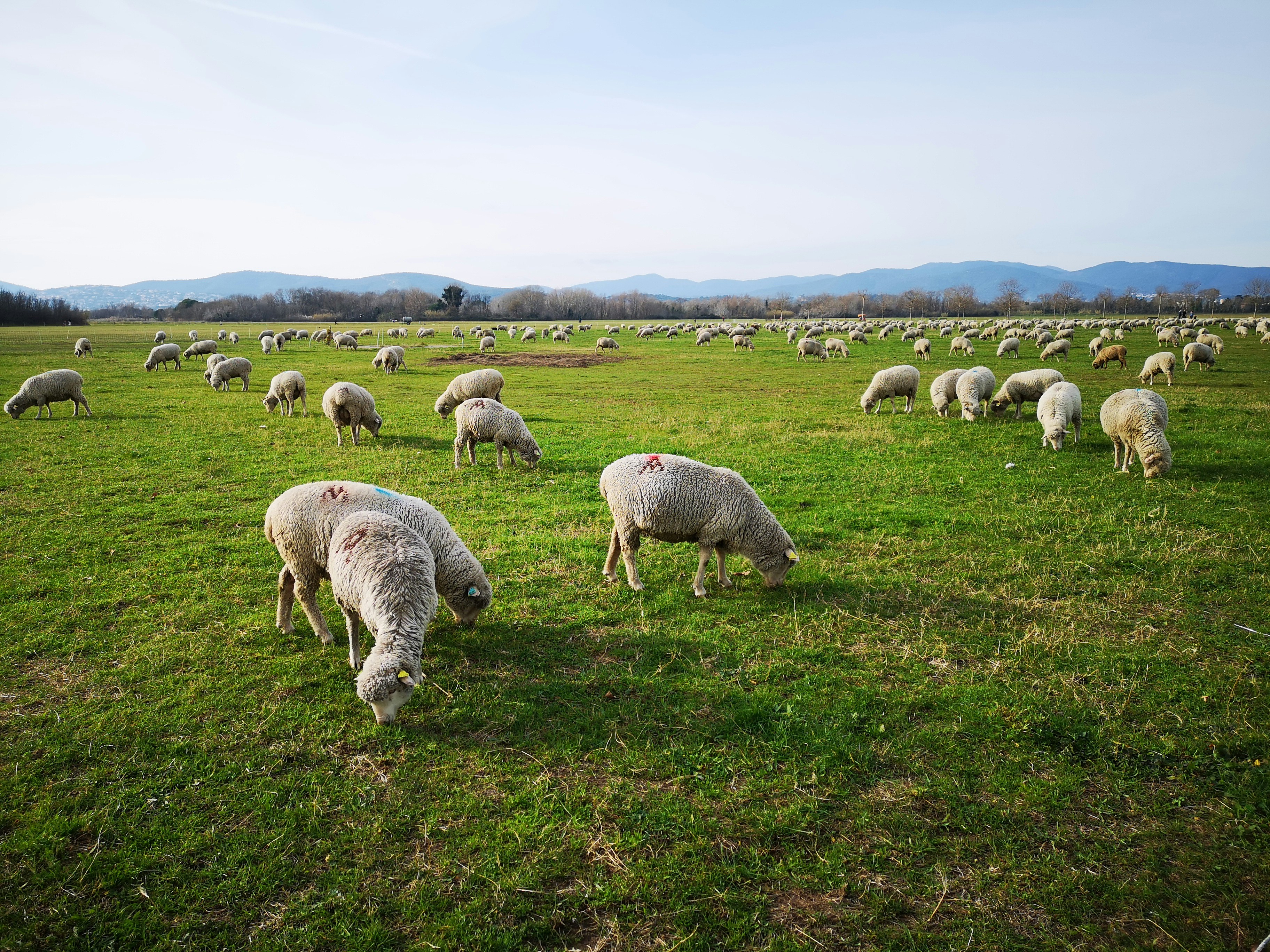 Sheep Grazing Pictures | Download Free Images on Unsplash
