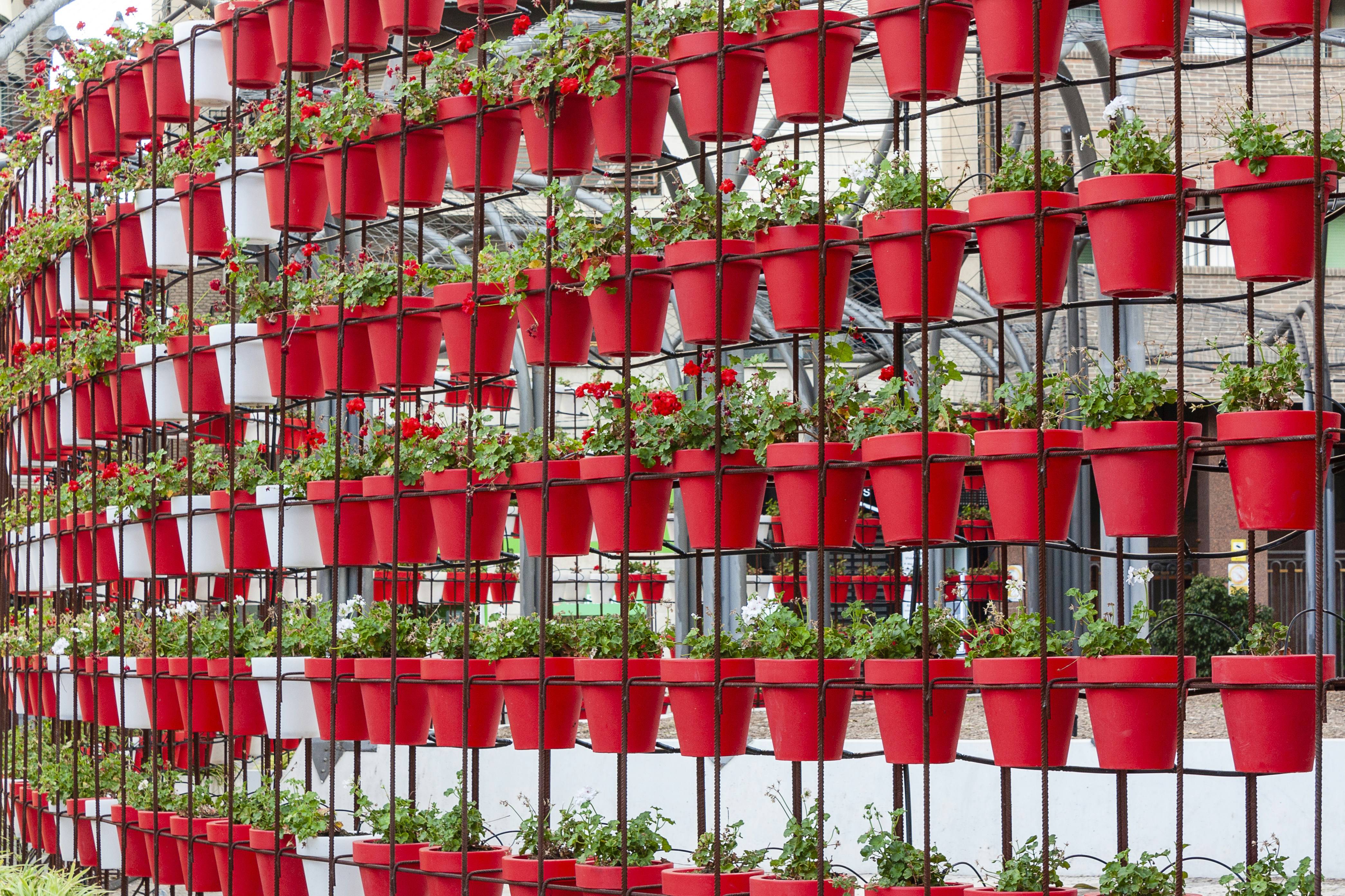 Flower pots - Macetas | red plastic cups on white wooden fence
