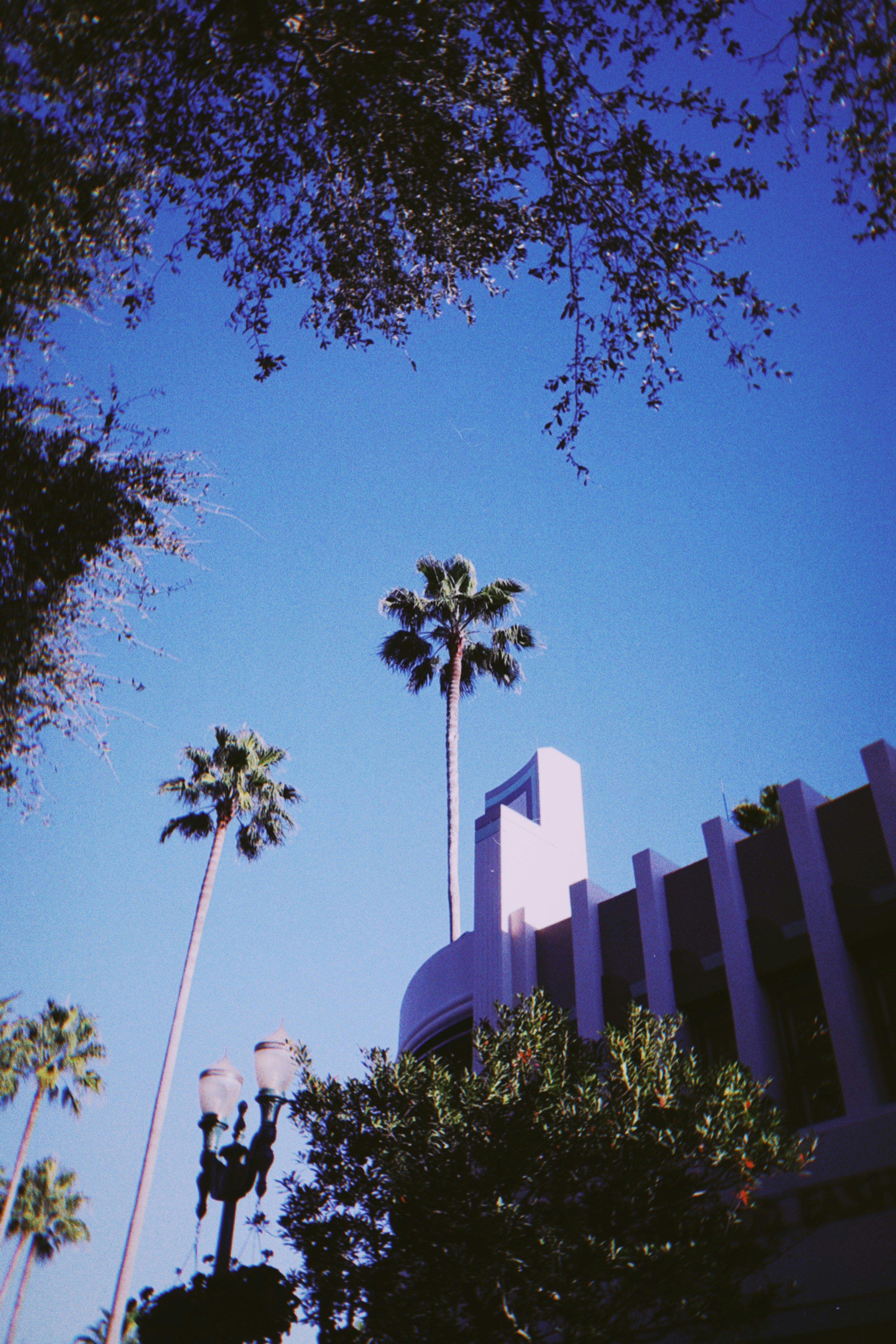 Corner of urban building, lush palm trees. Aesthetic, Polaroid, disposable, 80s
