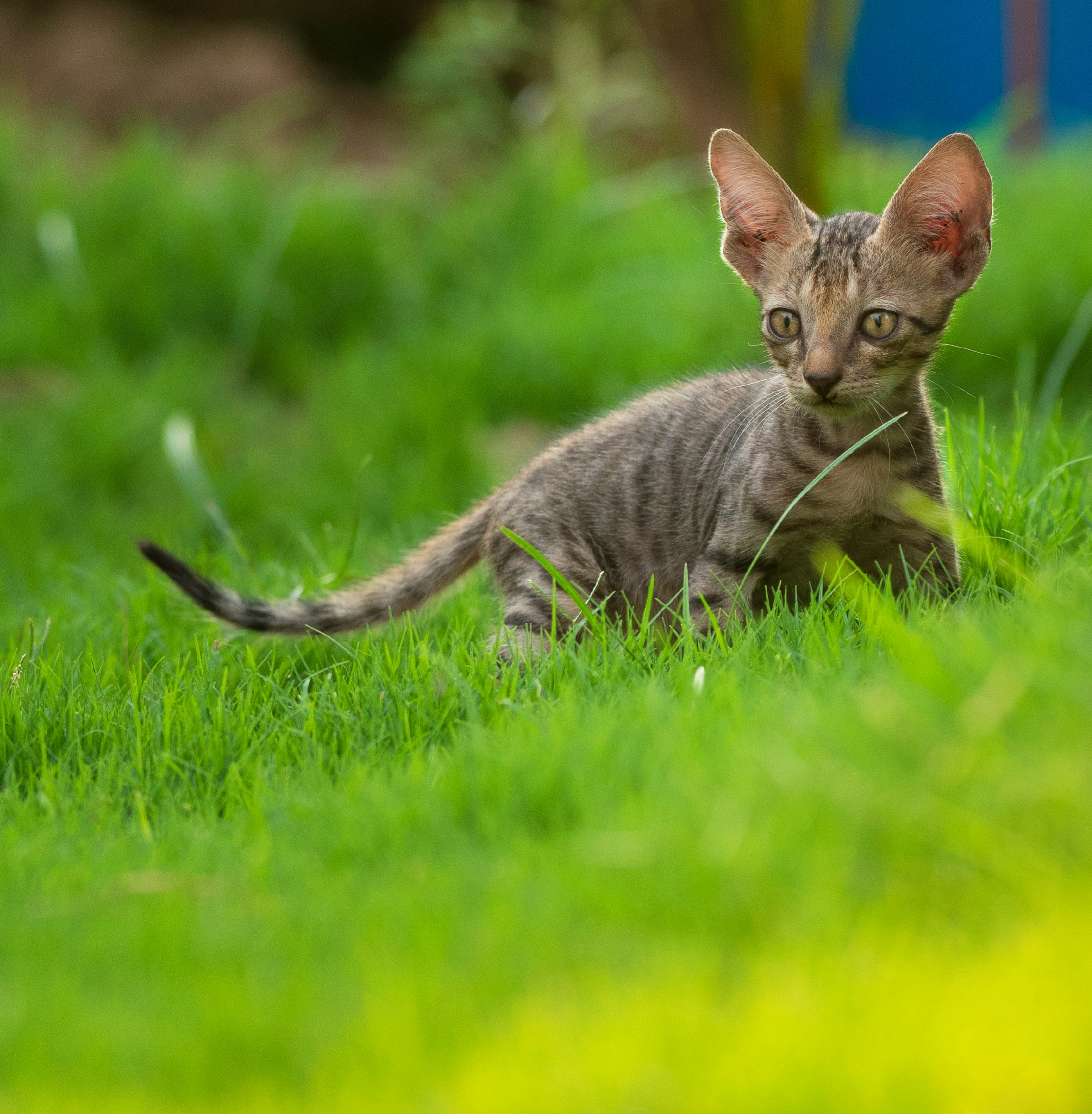 Playful tabby cat exploring lush green grass with a hint of curiosity.