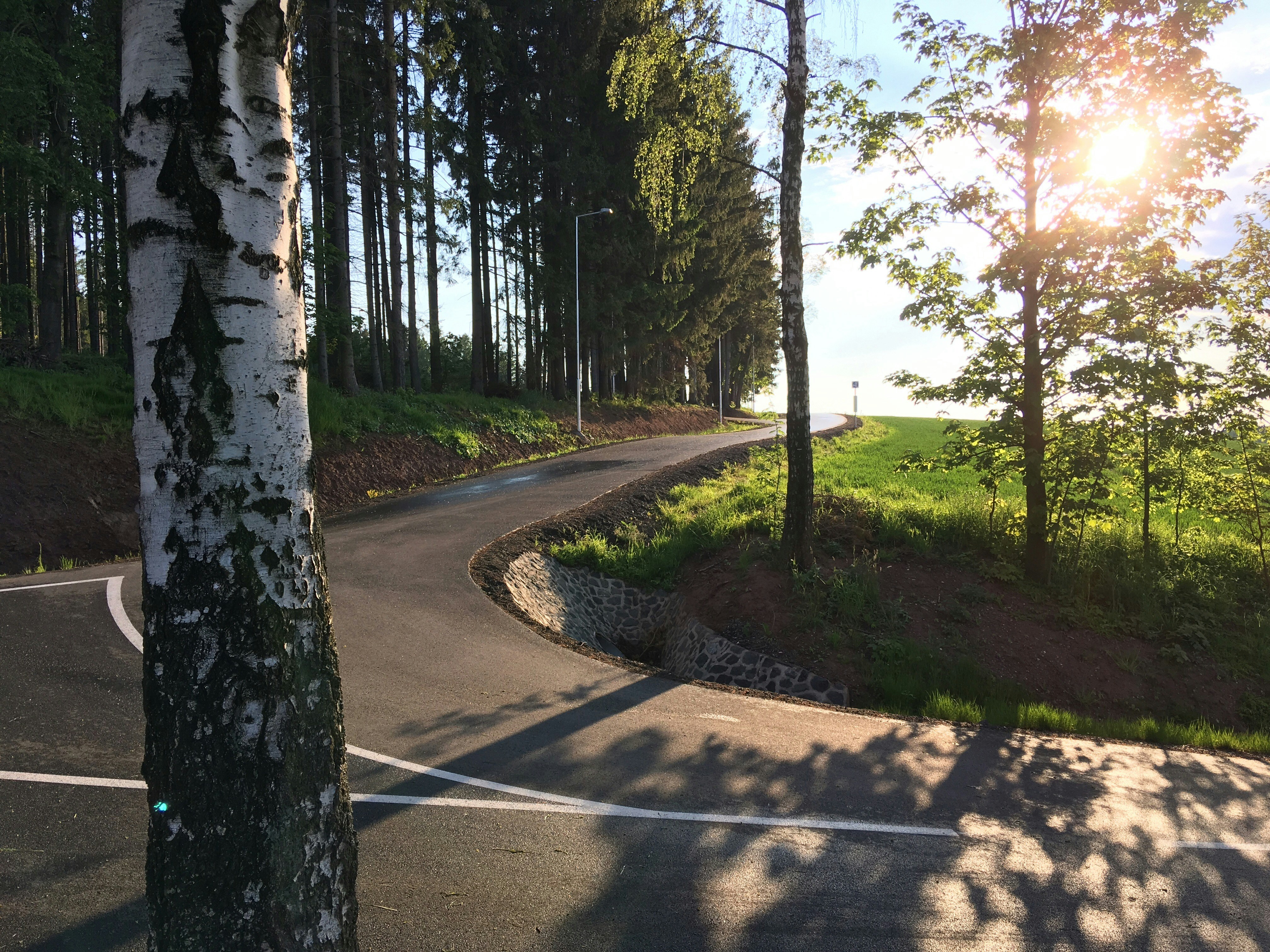 Sunlit S-curve: birch-lined road toward the horizon
