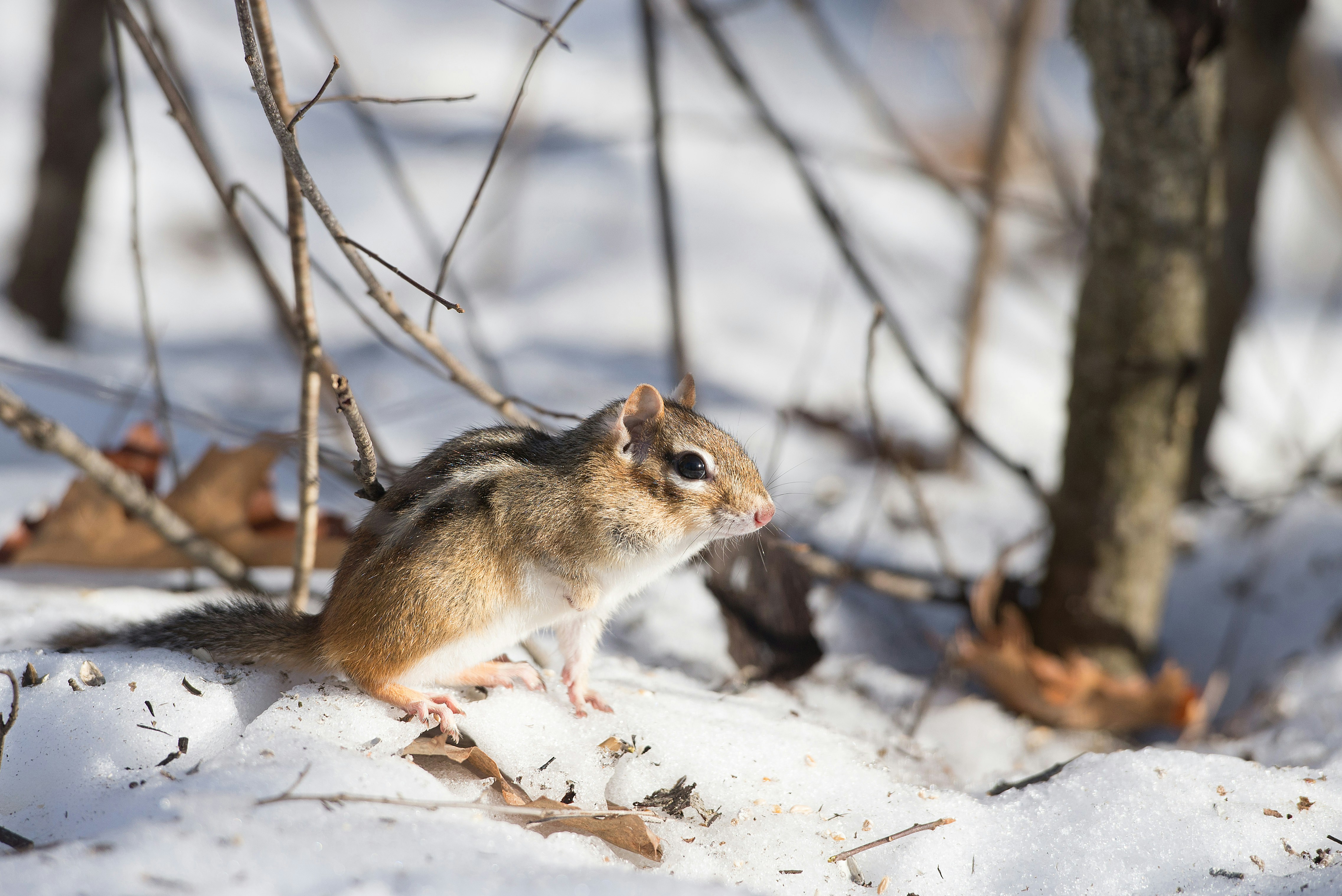 Chipmunk