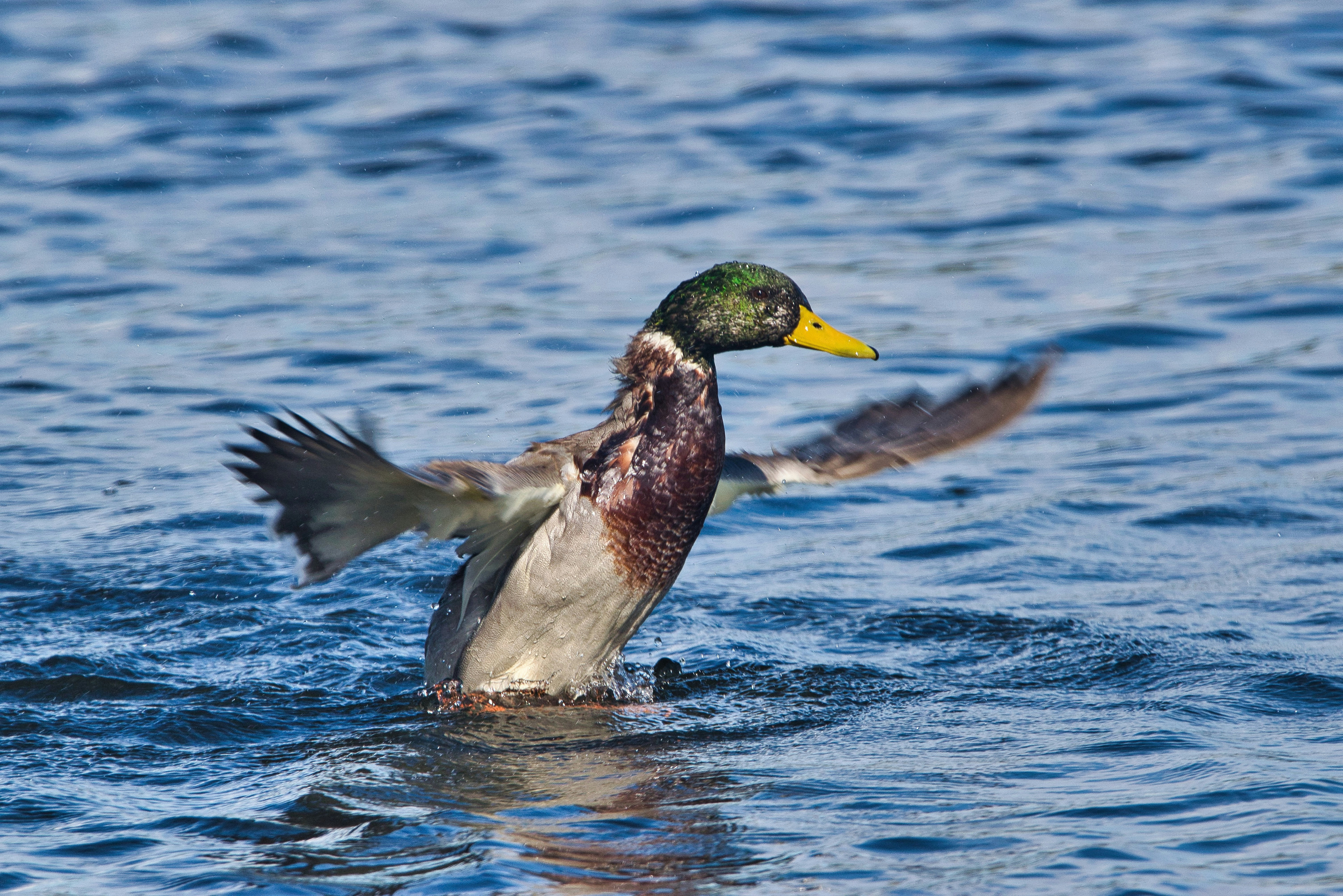 A Energetic Mallard Breaks the Surface in Vivid Blue