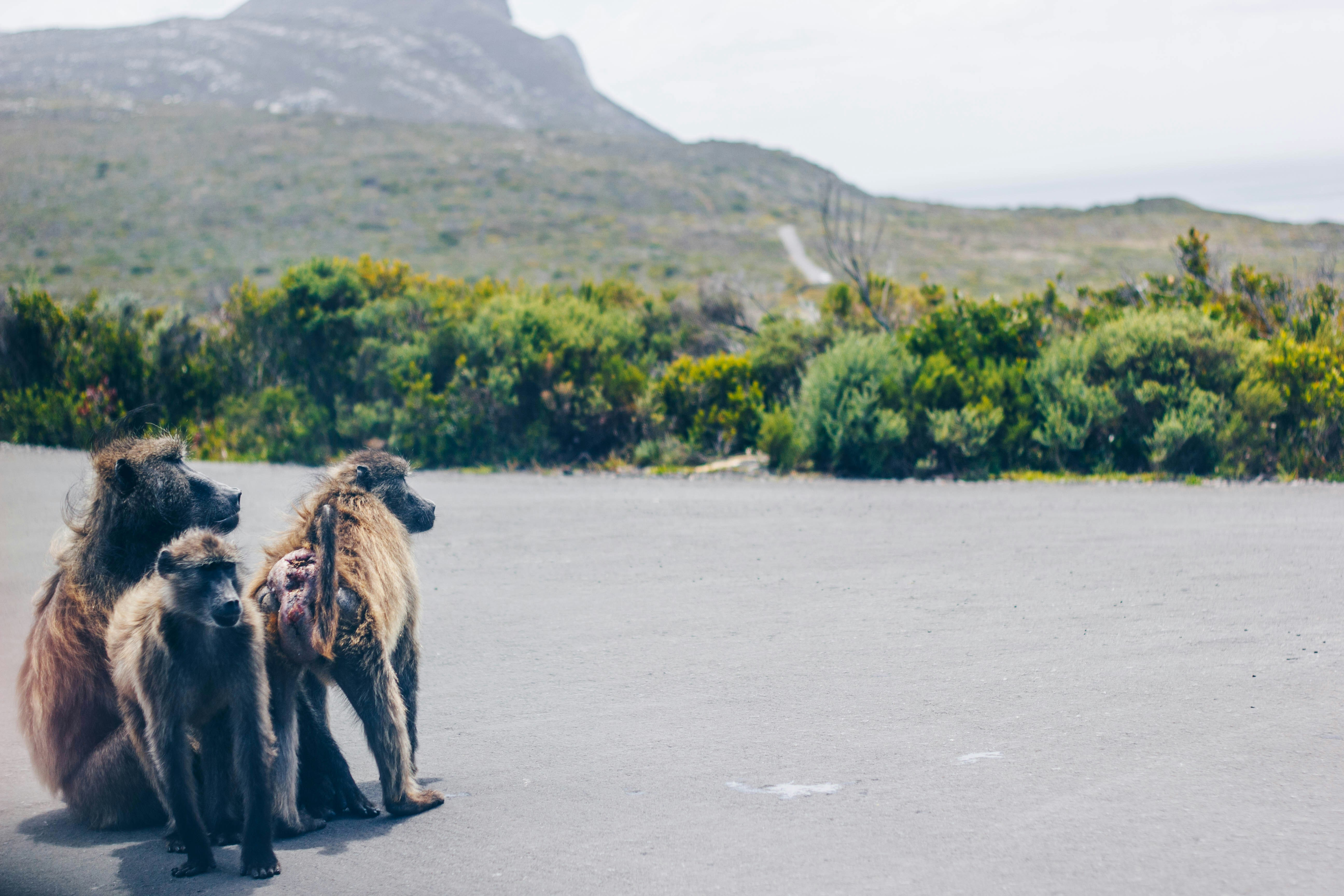Desert Companions: Three Camels Rest on a Quiet Plain