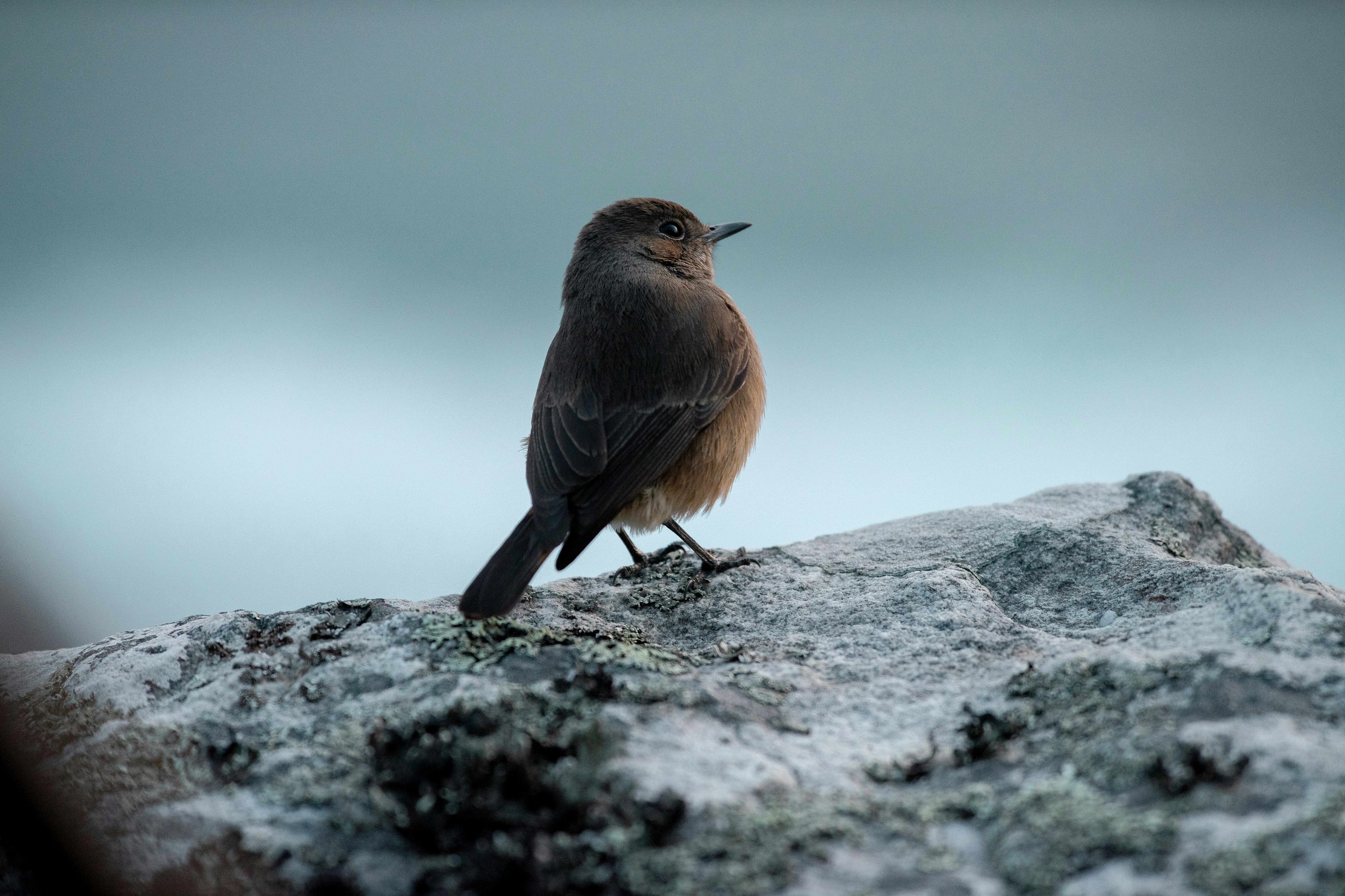 Rockbound Watcher: A small bird perches on a weathered rock with a soft blue seascape behind