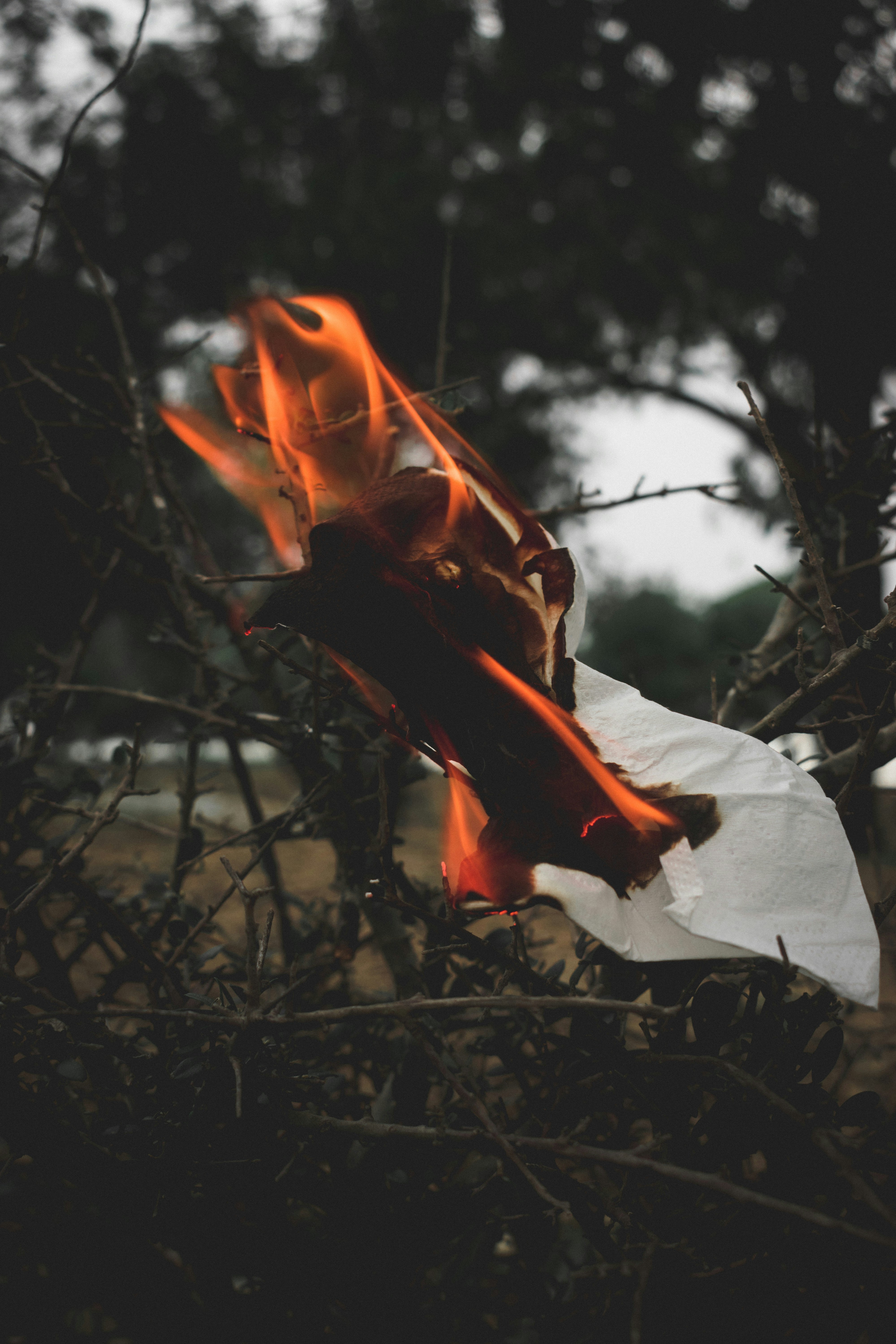 Flames in the Thicket: A Charred Pledge Against the Grey Evening